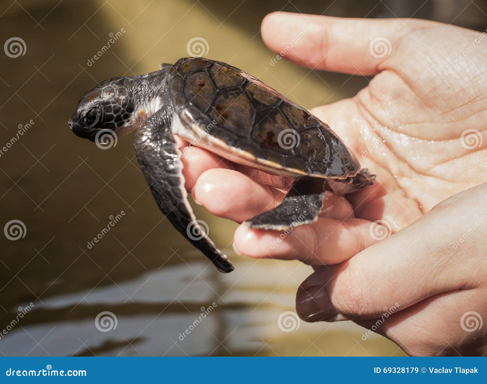 Baby turtle stock image. Image of nature, conservation - 69328179