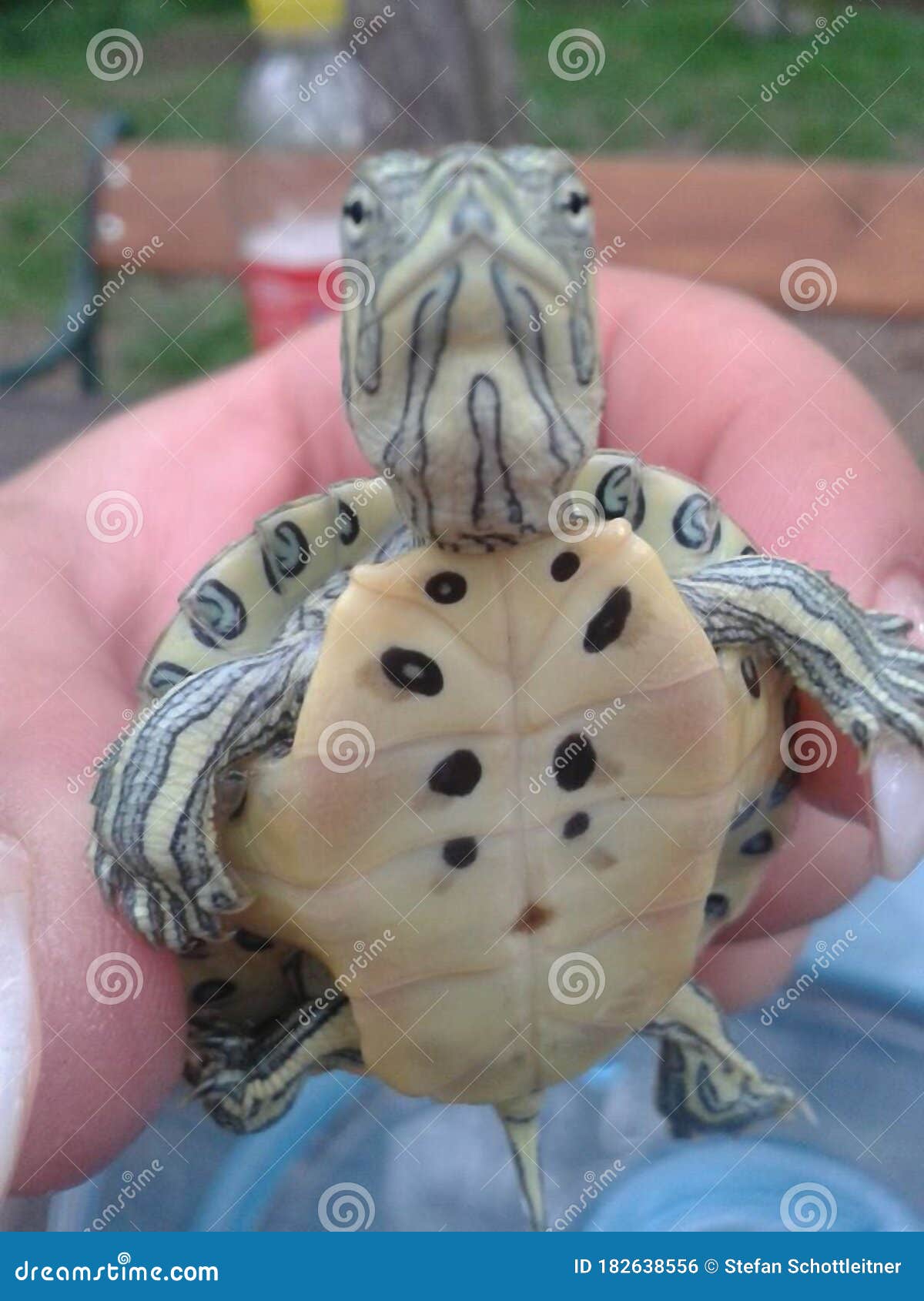 A baby turtle in the hand stock photo. Image of slow - 182638556