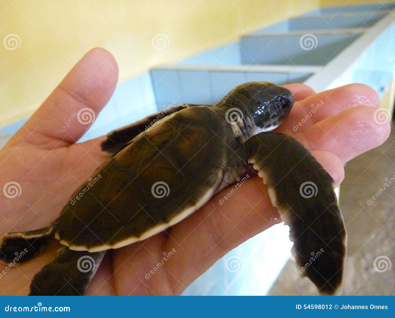 Baby turtle on a hand stock photo. Image of hand, indonesia - 54598012
