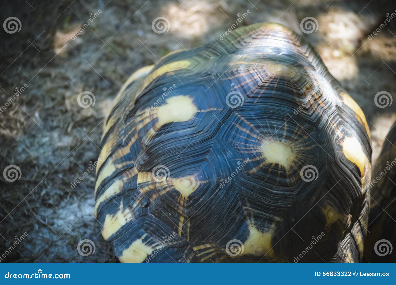 Baby Turtle Hiding Inside Shell Stock Photo - Image of photographer ...