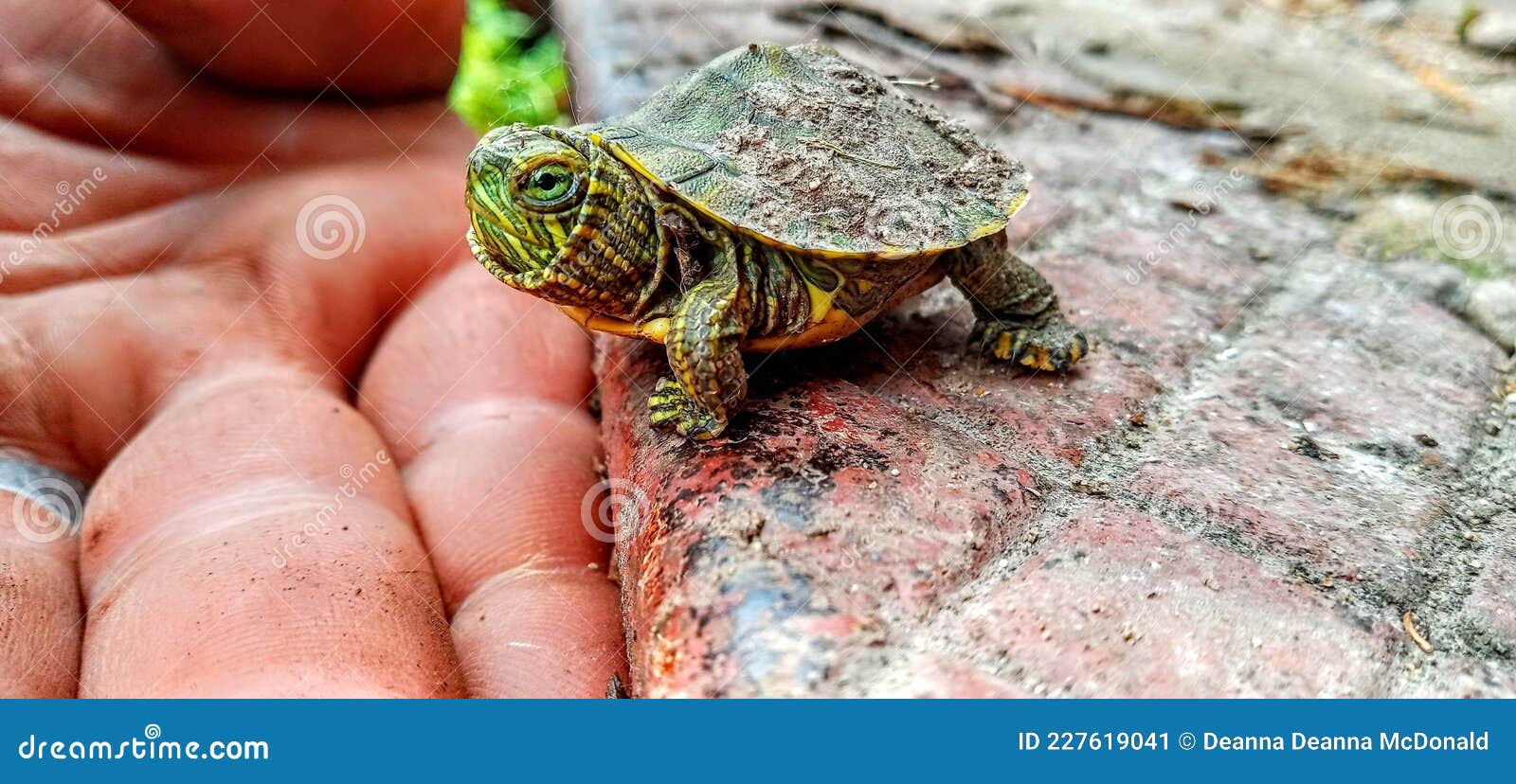 Baby turtle at the lake stock image. Image of reptile - 227619041