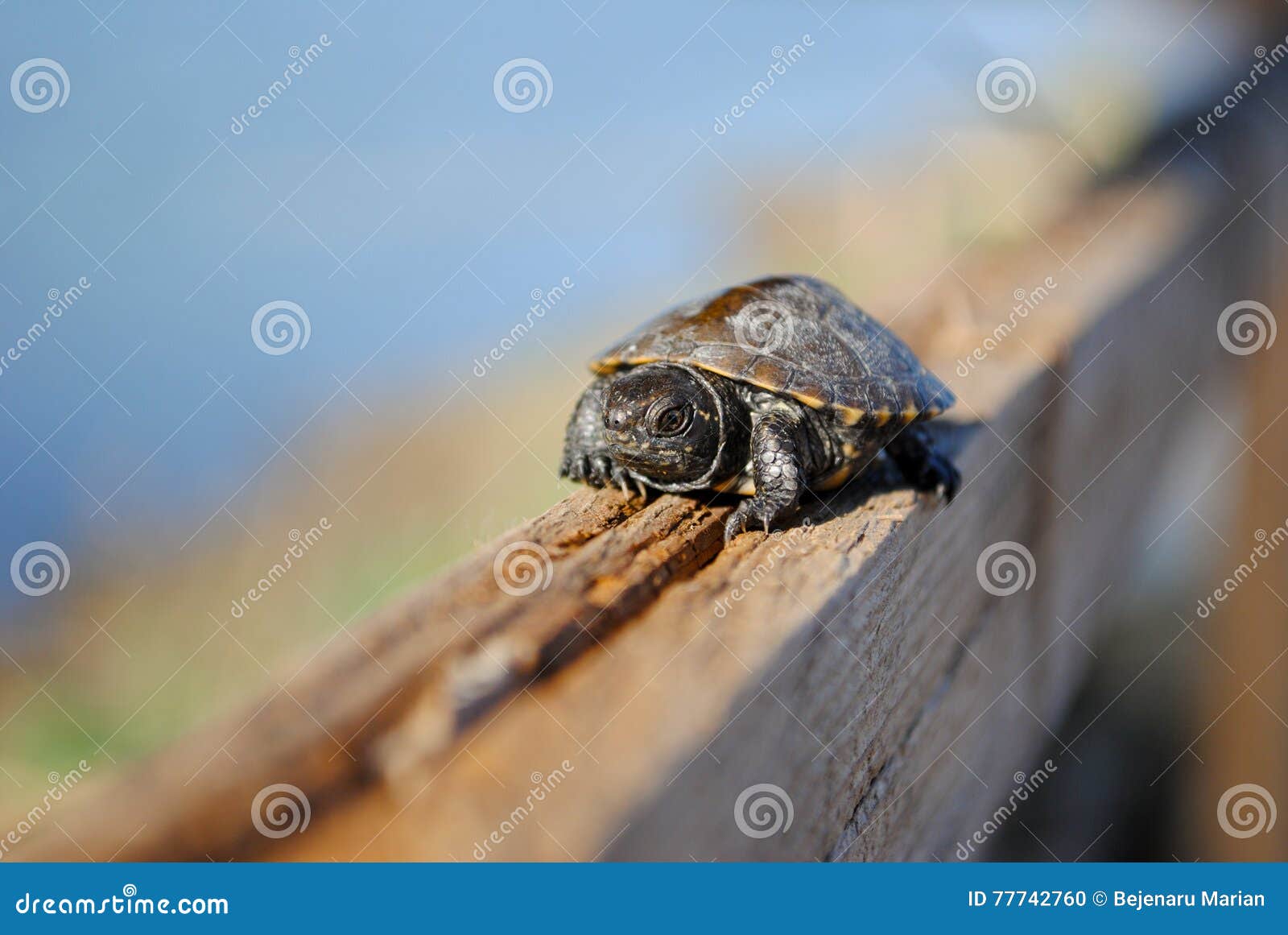 Baby turtle stock photo. Image of turtle, baby, small - 77742760
