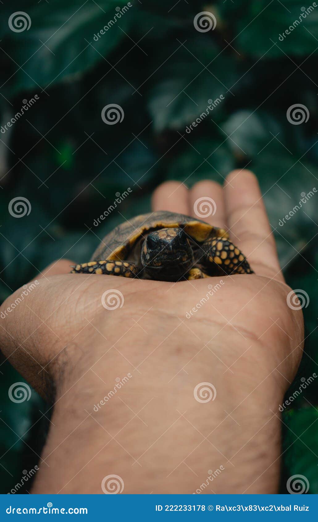 Baby Turtle in a Man`s Hand Stock Photo - Image of peru, extintion ...