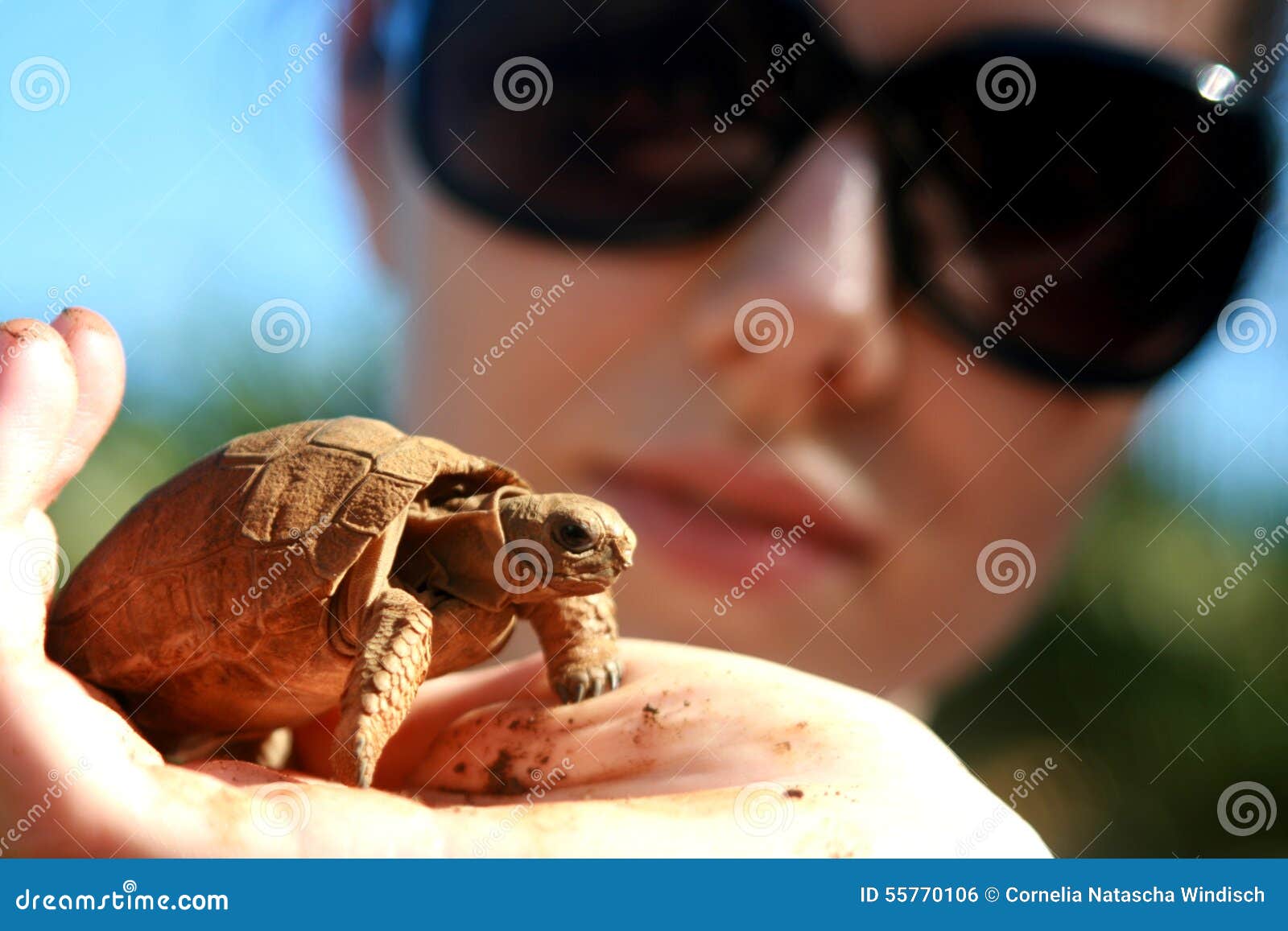 Baby turtle on Mauritius stock photo. Image of surprise - 55770106