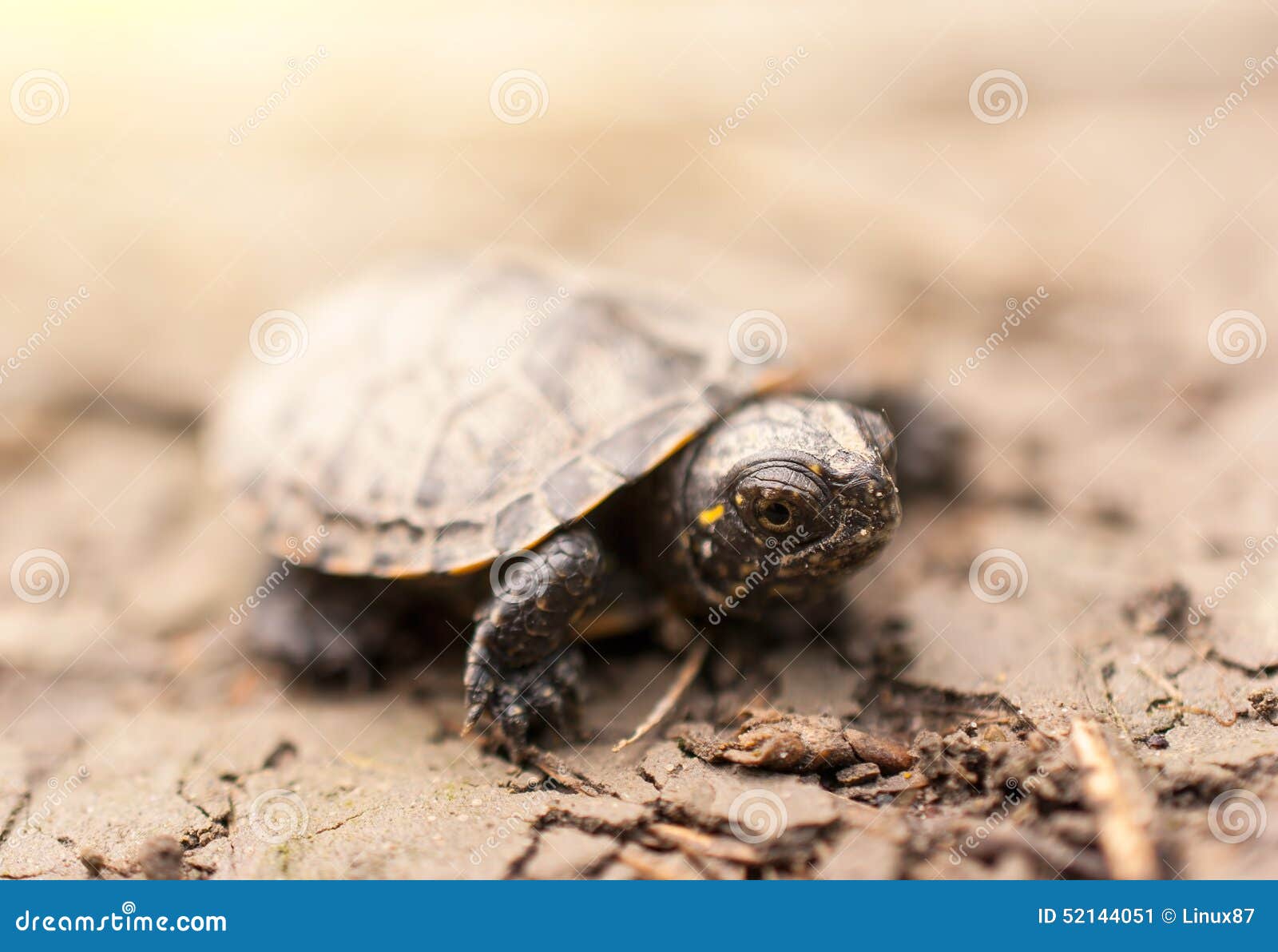 Baby turtle stock image. Image of reptile, road, island - 52144051