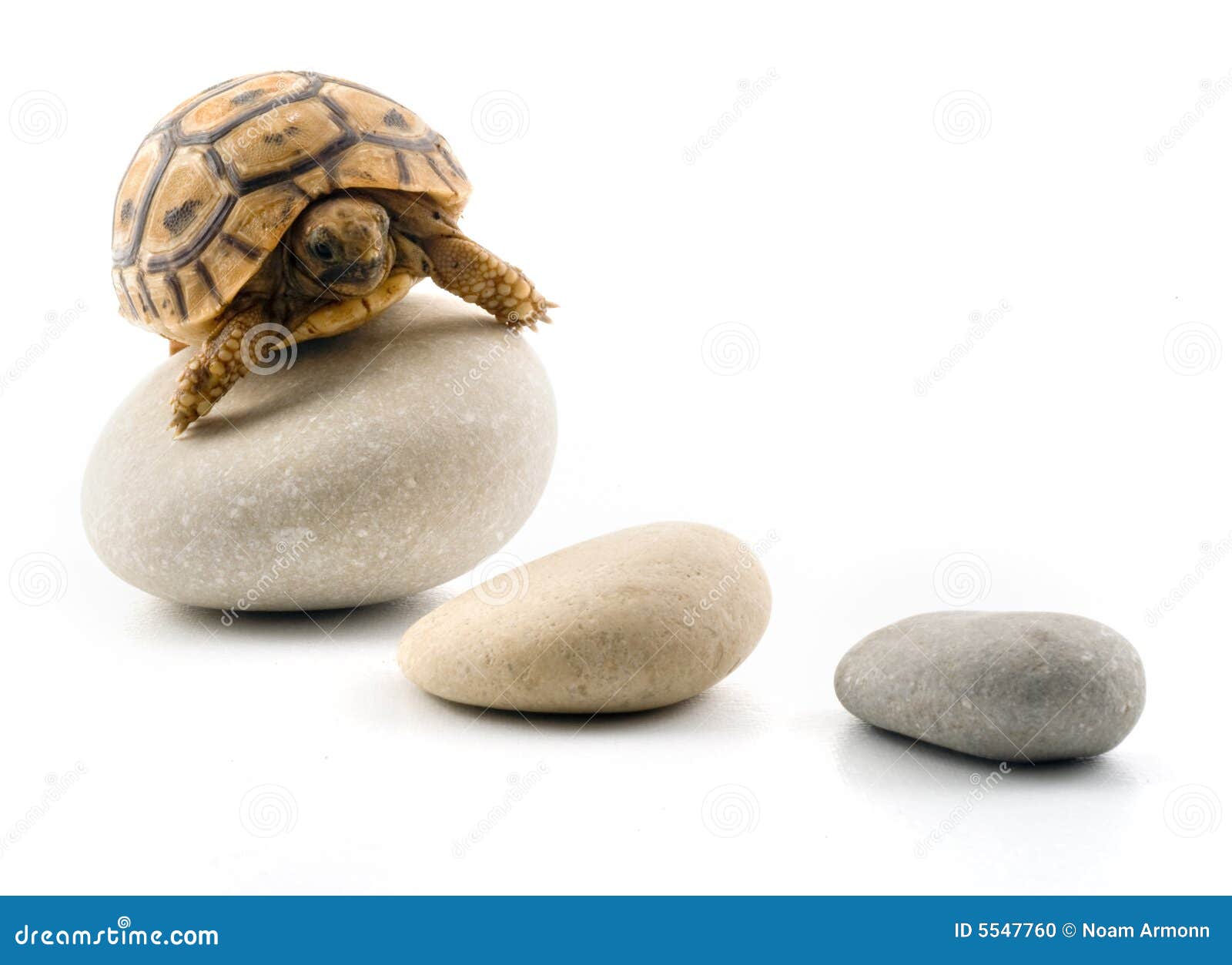 Baby turtle on pebbles stock photo. Image of herbivorous - 5547760