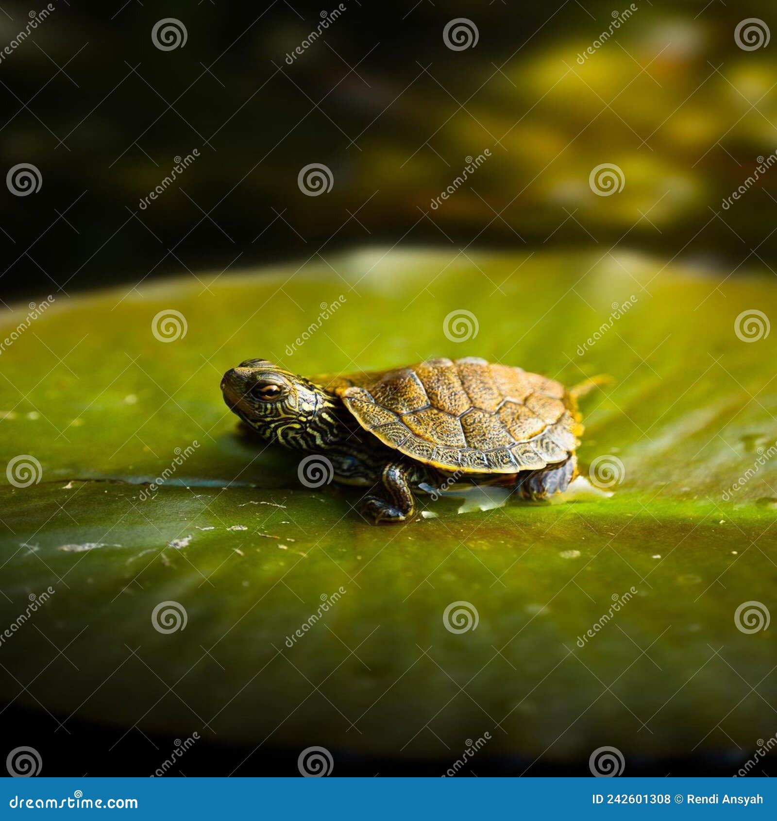 Baby Turtle stock photo. Image of reptile, february - 242601308