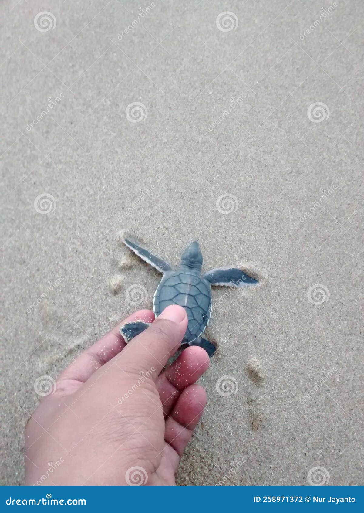 Turtle Cub in Hand on the Beach Stock Photo - Image of jewellery, limb ...