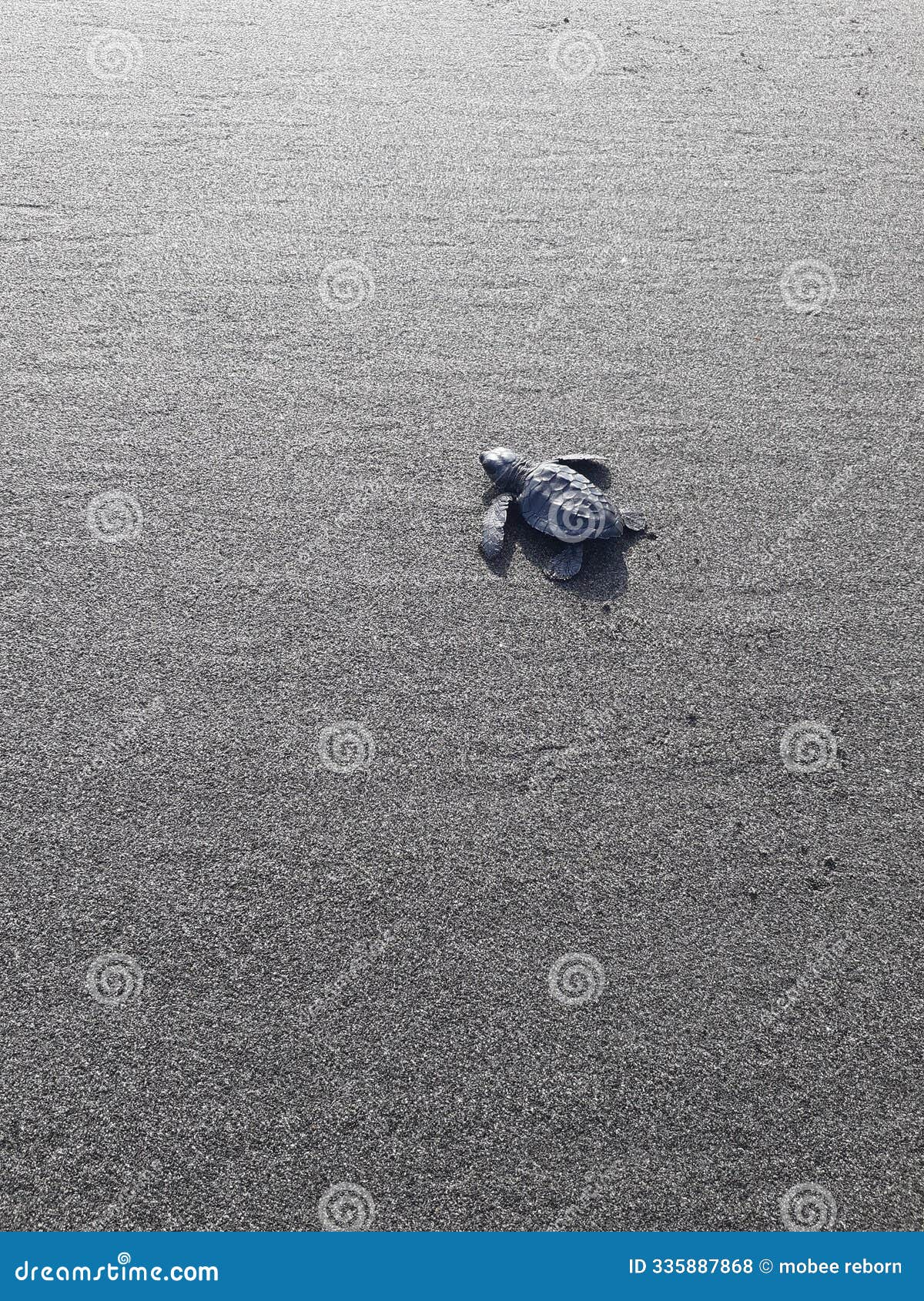 Baby Turtle at the Sea Sand, Turtle, Sea Sand Stock Photo - Image of ...