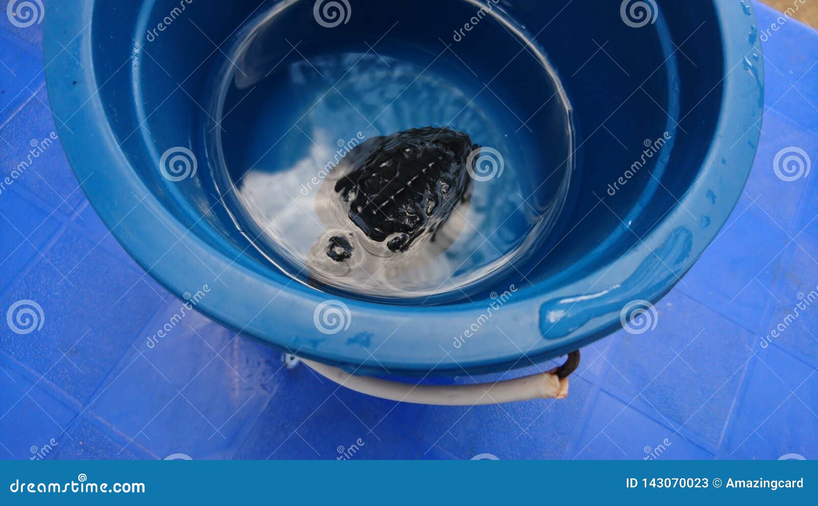 Baby turtle stock image. Image of turtle, baby, buckrm - 143070023