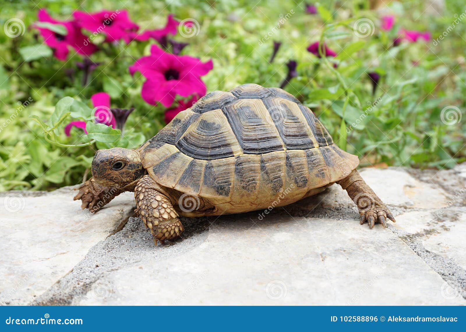 Baby Turtle on the Stone Wall Stock Photo - Image of docile, calm ...