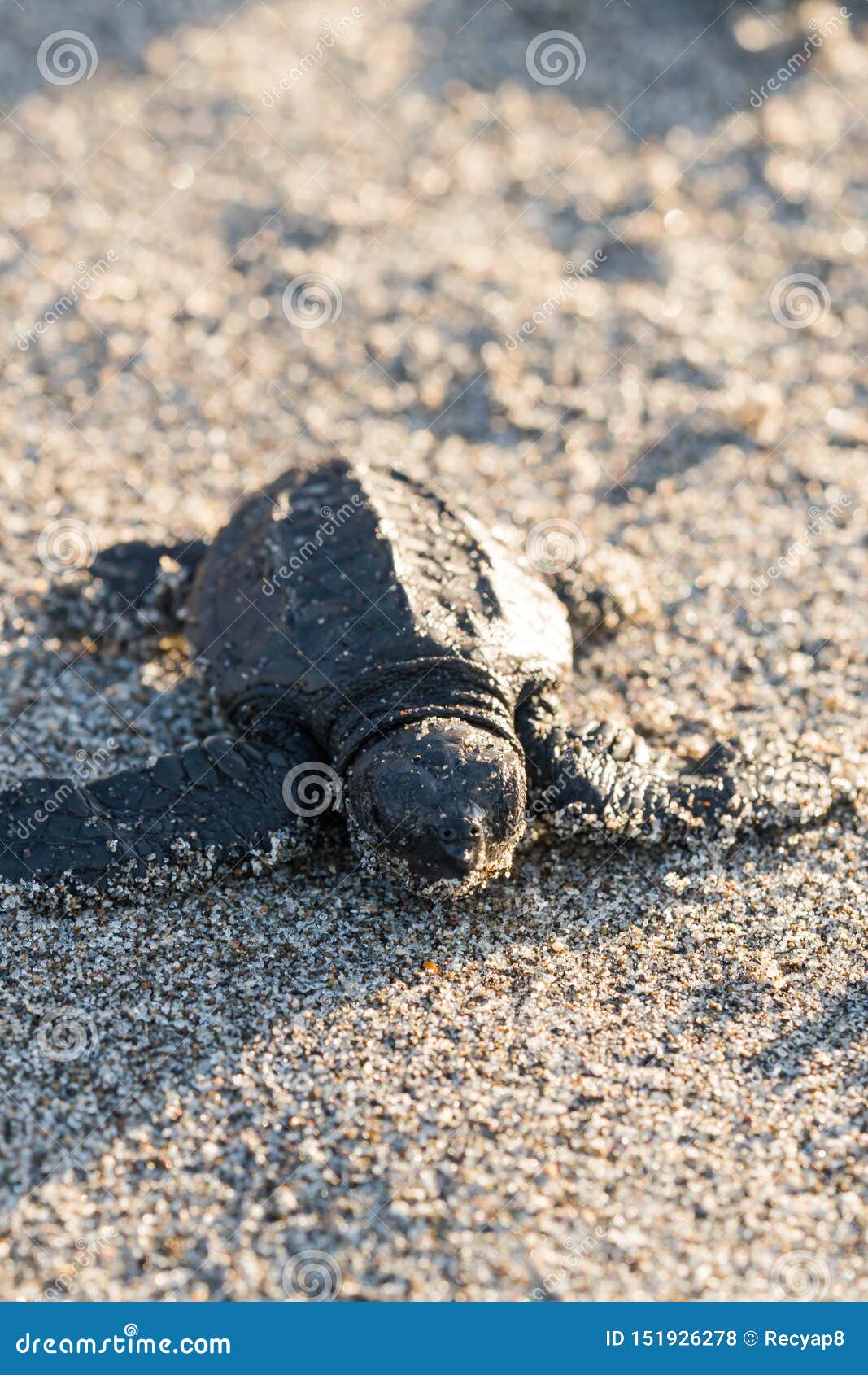 A baby turtle walking stock photo. Image of fine, hatch - 151926278