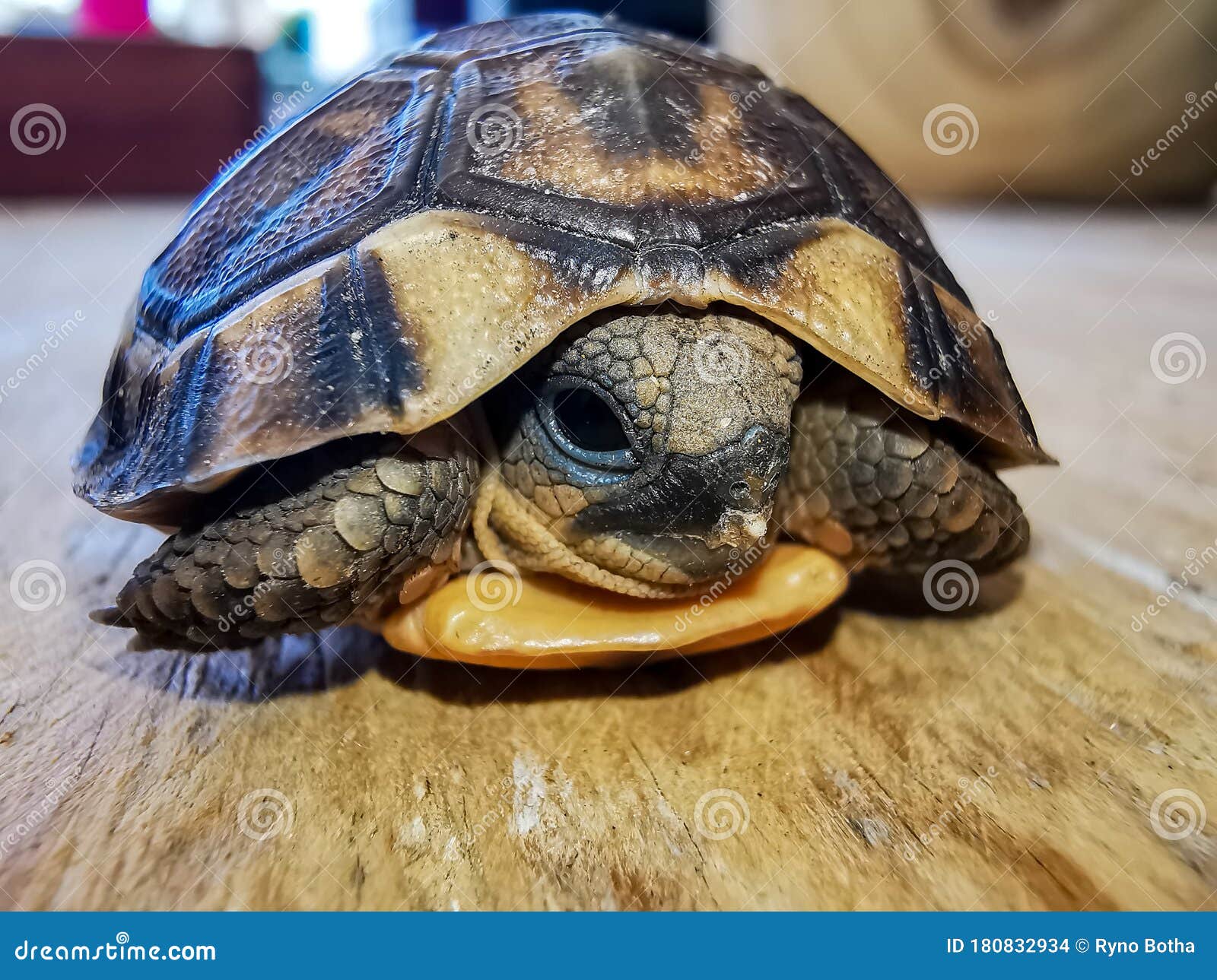 Baby Turtle Walking on Wood Closeup Stock Photo - Image of omnivore ...