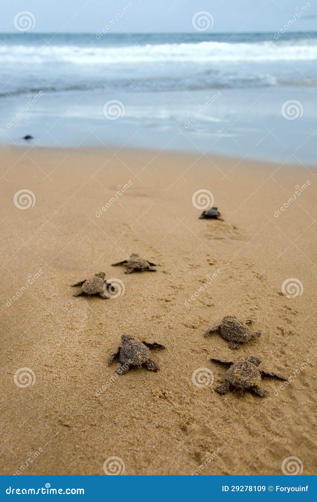 Two Baby Sea Turtles Stock Photography | CartoonDealer.com #40966574