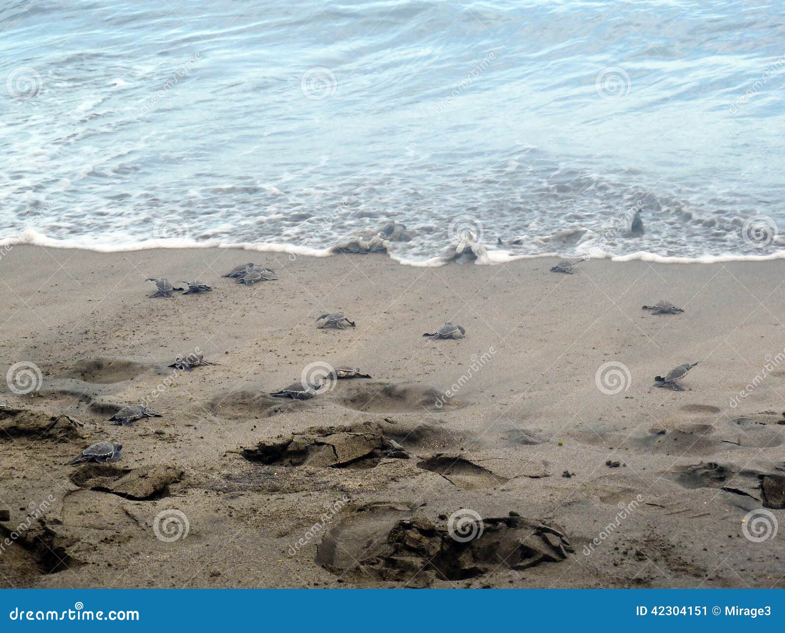 Baby turtles going to sea stock image. Image of instinct - 42304151