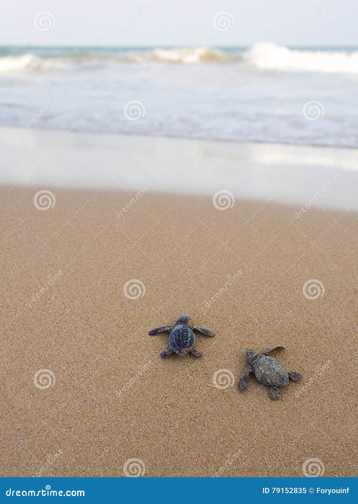 Two Baby Sea Turtles Stock Photography | CartoonDealer.com #40966574