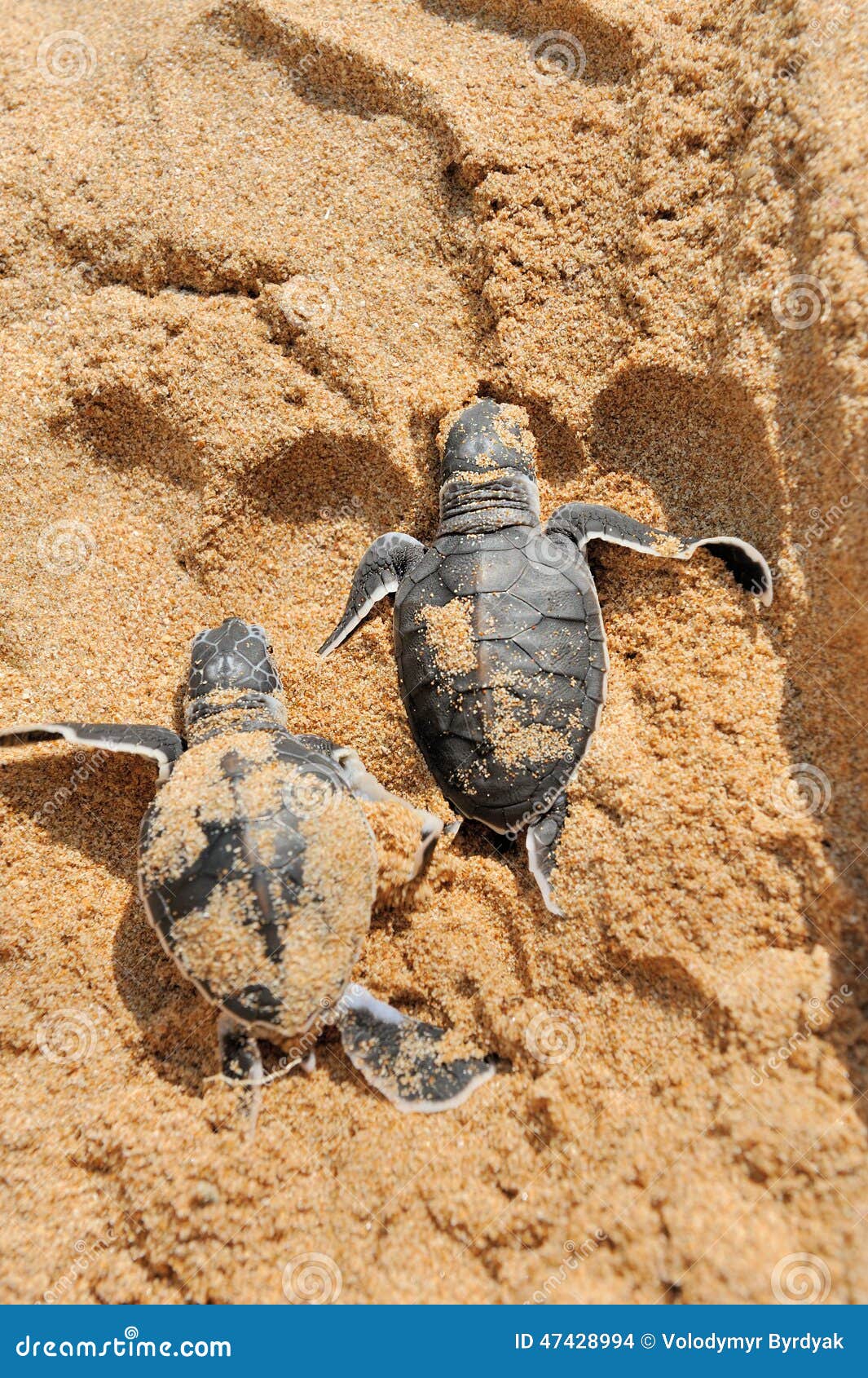 Baby turtles stock photo. Image of cute, perseverance - 47428994
