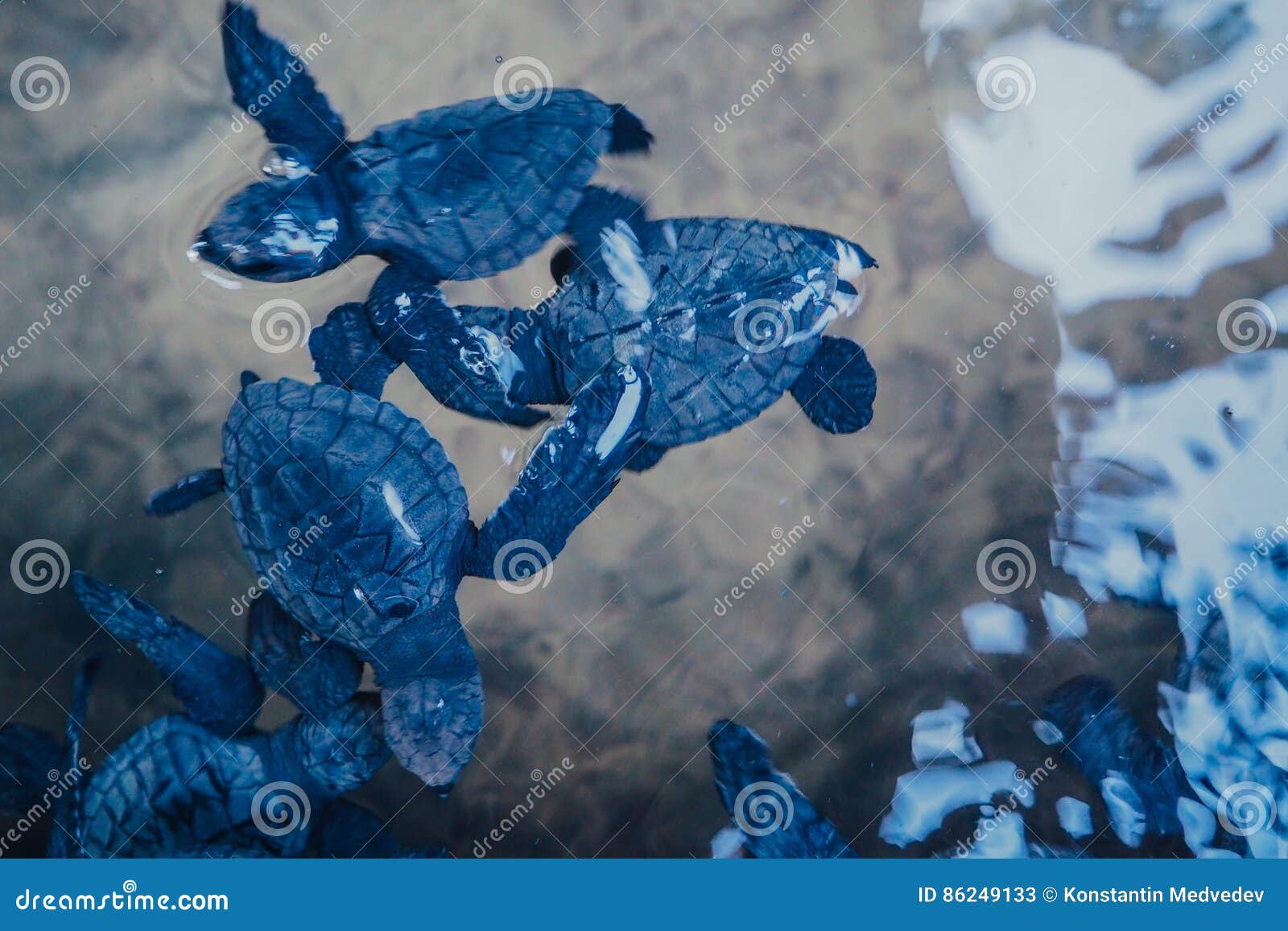 Two Baby Sea Turtles Stock Photography | CartoonDealer.com #40966574