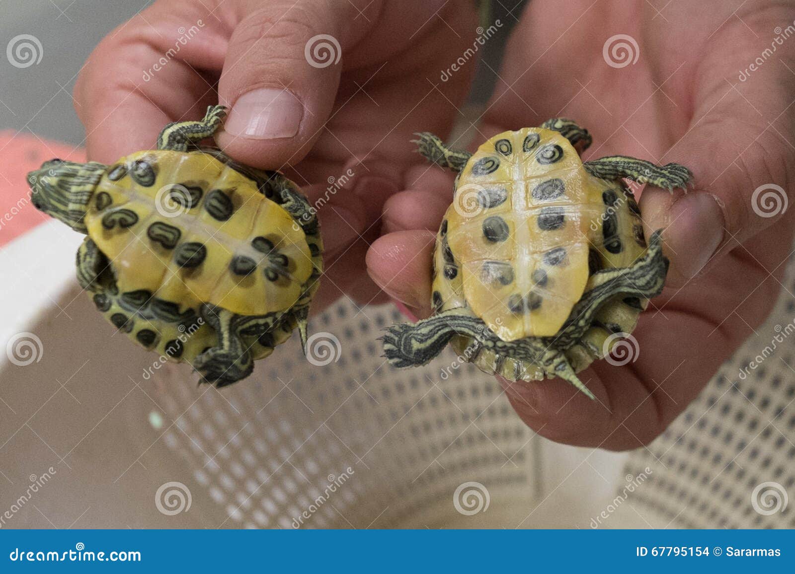 Baby Turtles stock photo. Image of baby, reptiles, color - 67795154