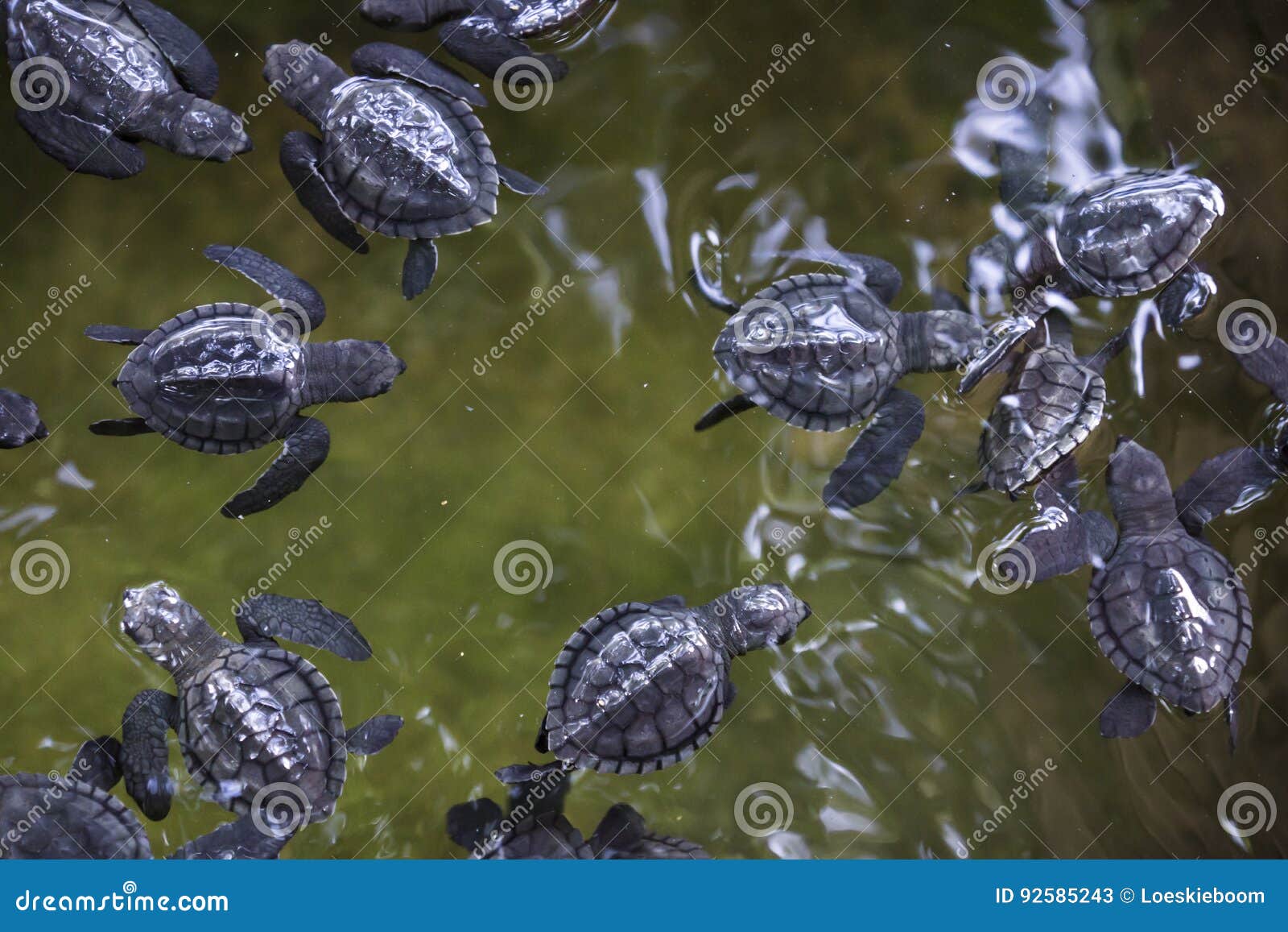 Two Baby Sea Turtles Stock Photography | CartoonDealer.com #40966574