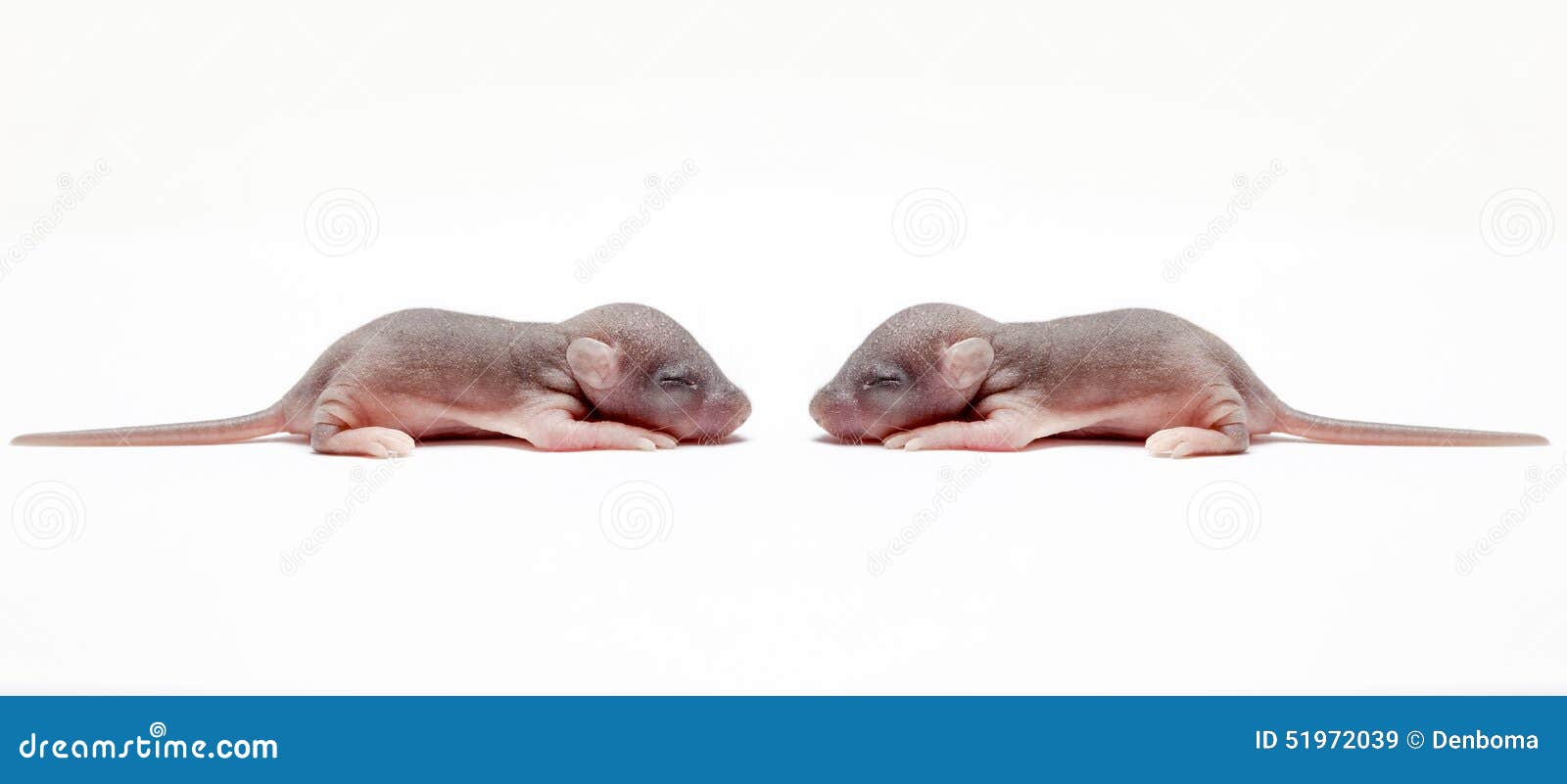 Baby twee van een muis stock afbeelding. Image of twee - 51972039