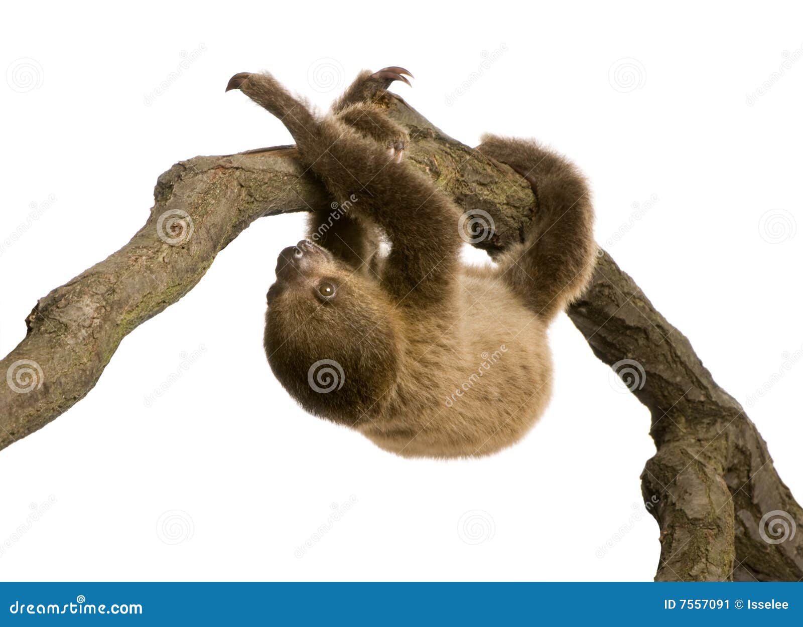 Baby Two-toed Sloth - Choloepus Didactylus Stock Image - Image of slow ...