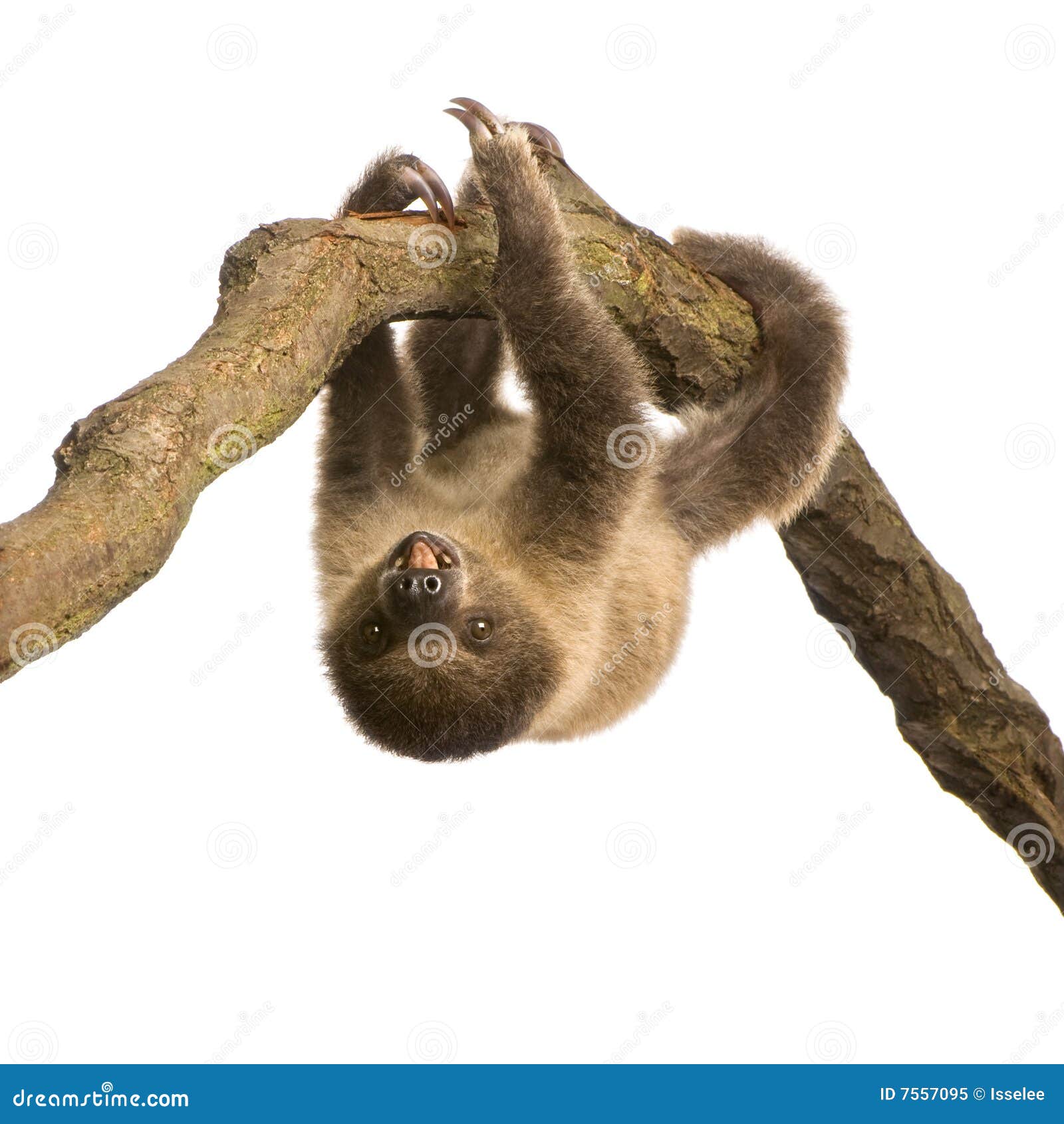Baby Two-toed Sloth - Choloepus Didactylus Stock Image - Image of ...