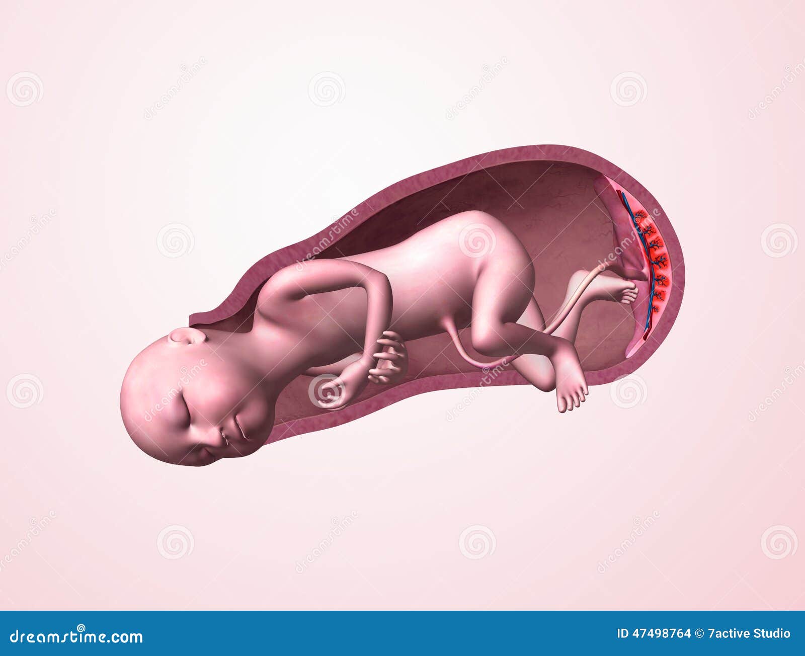 Baby in Uterus stock illustratie. Illustration of reproductie - 47498764