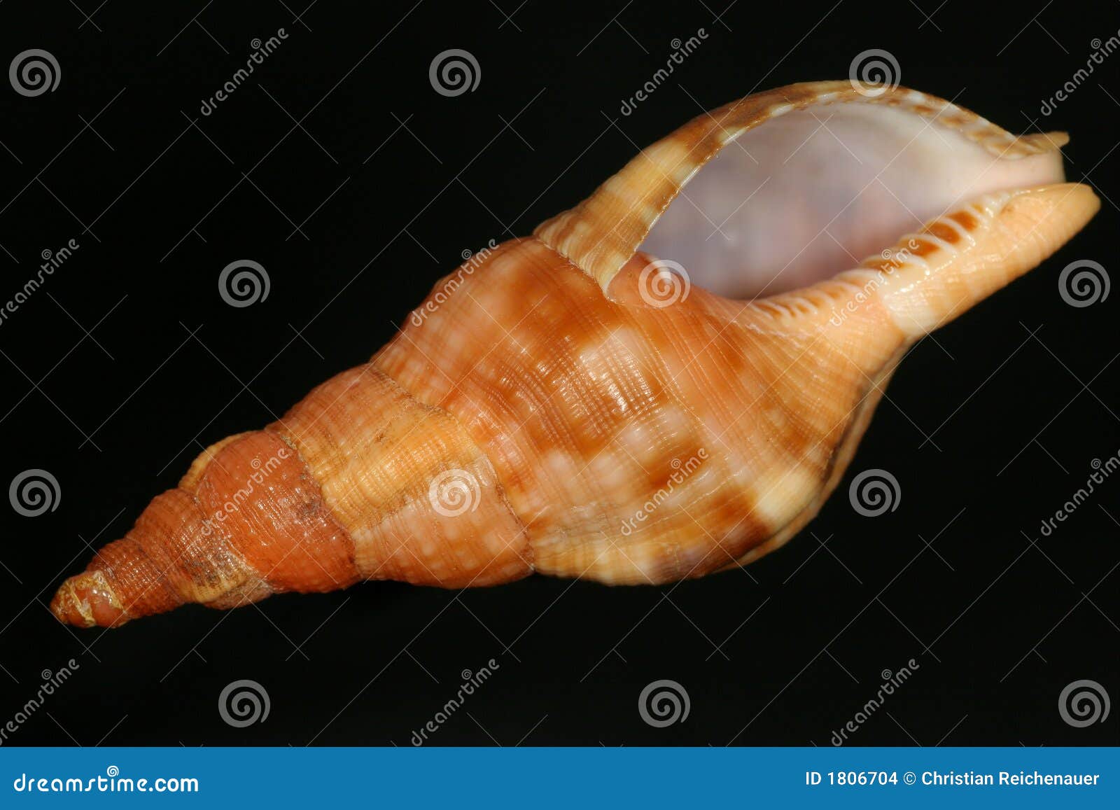 Baby Version Of The Biggest Greek Snail Shell Picture. Image: 1806704