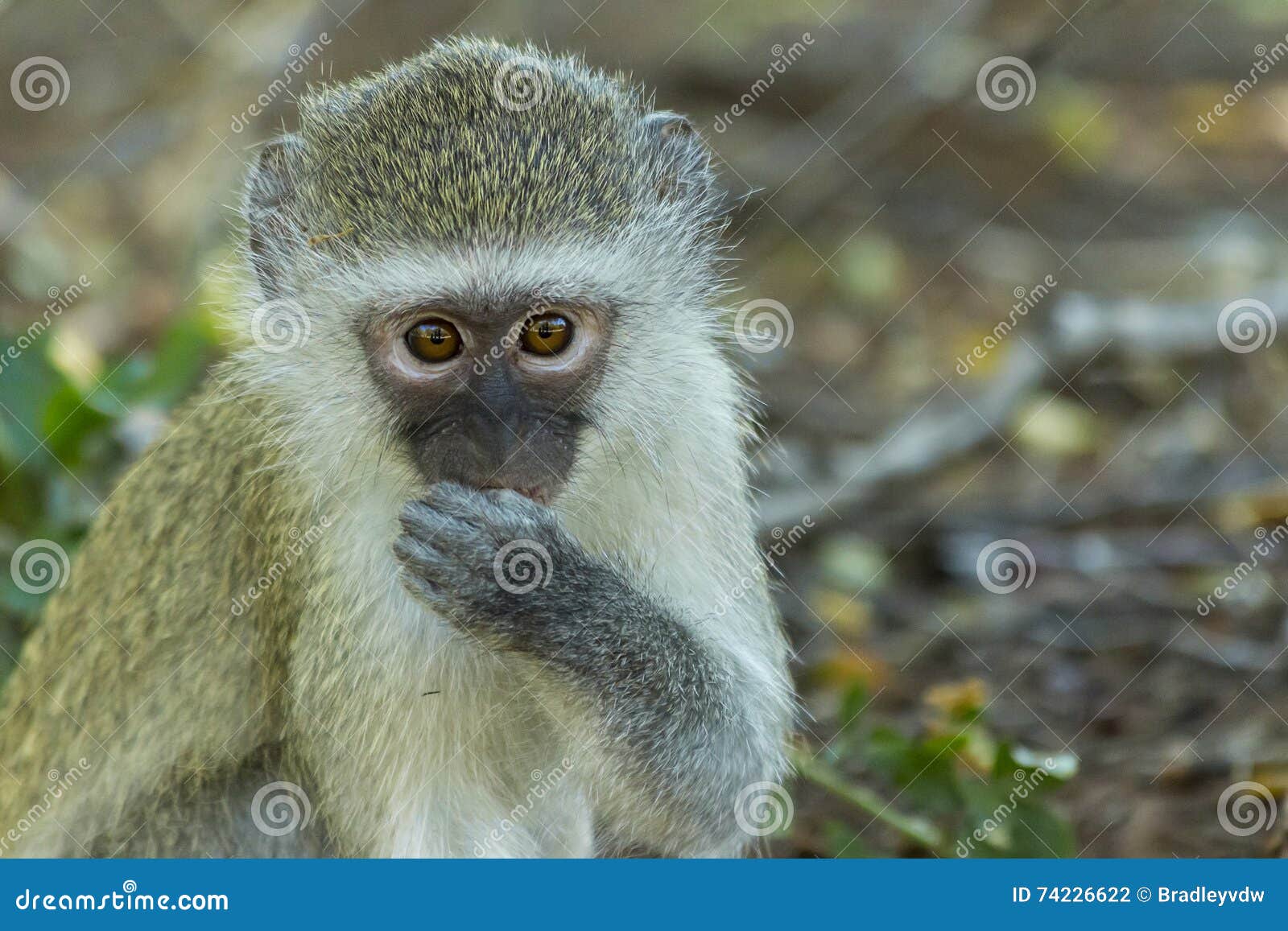 Baby Vervet Monkey Gazing into the Camera Stock Photo - Image of green ...