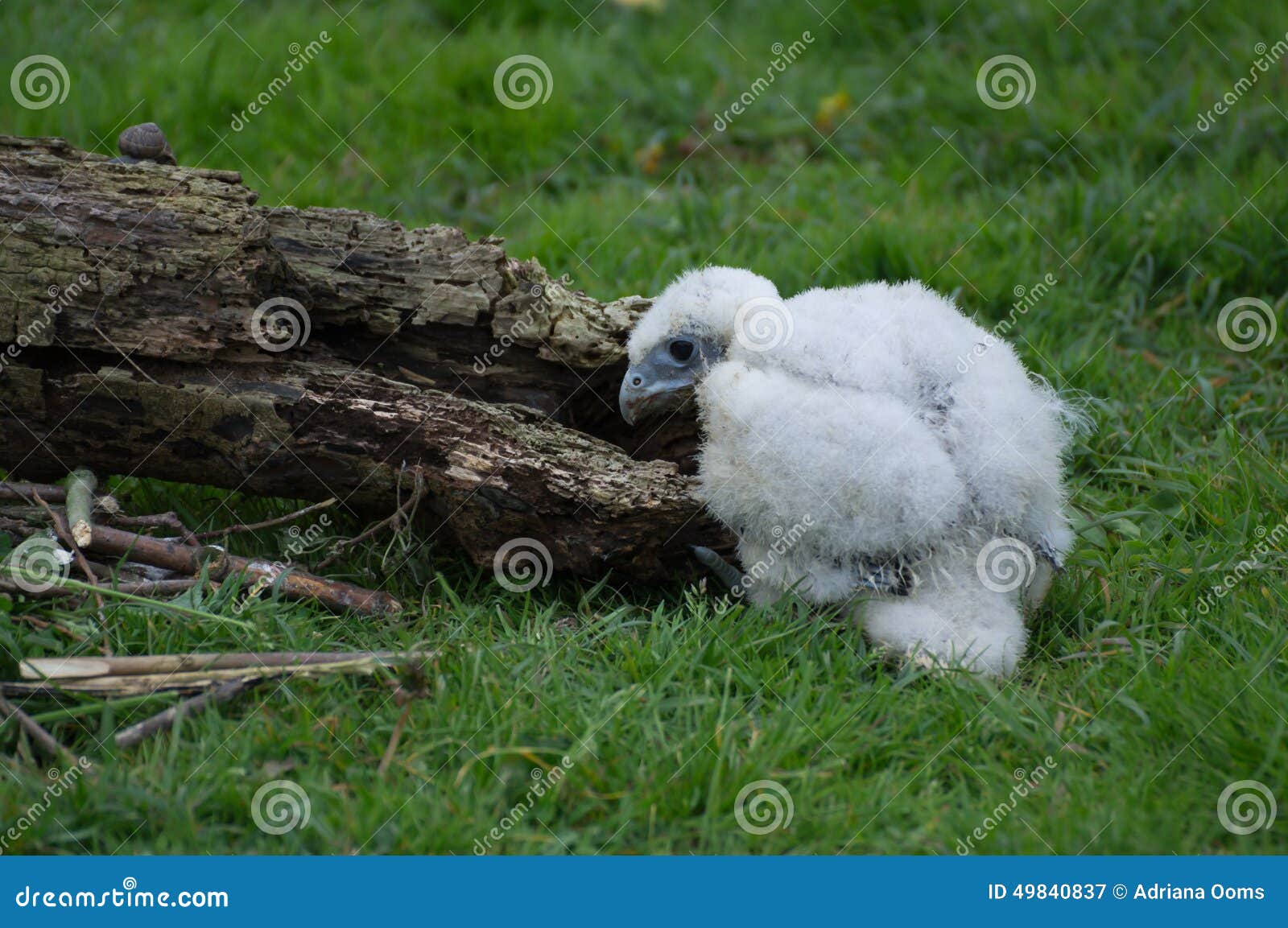 Baby vulture stock image. Image of prey, chick, stump - 49840837
