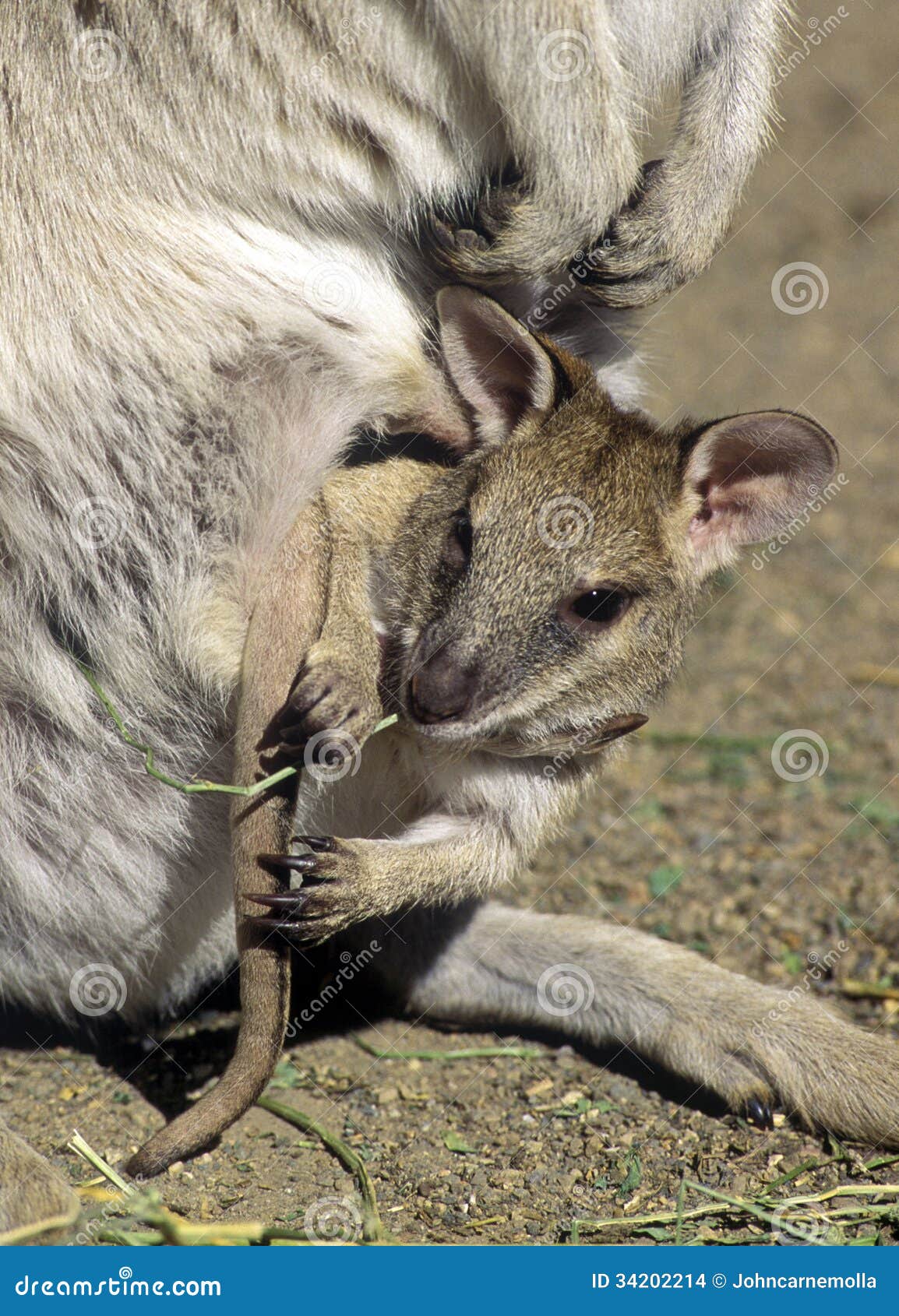 Baby wallaby stock photo. Image of baby, wallaby, wildlife - 34202214