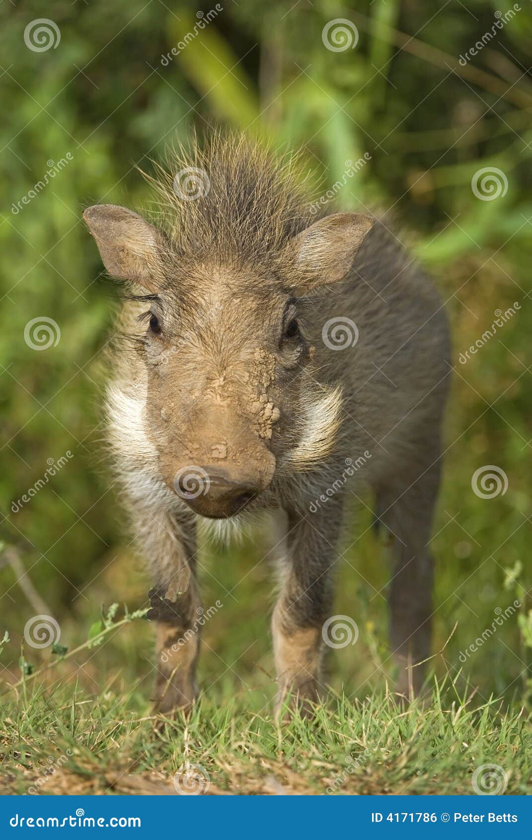 Baby Warthog stock photo. Image of eater, african, prey - 4171786