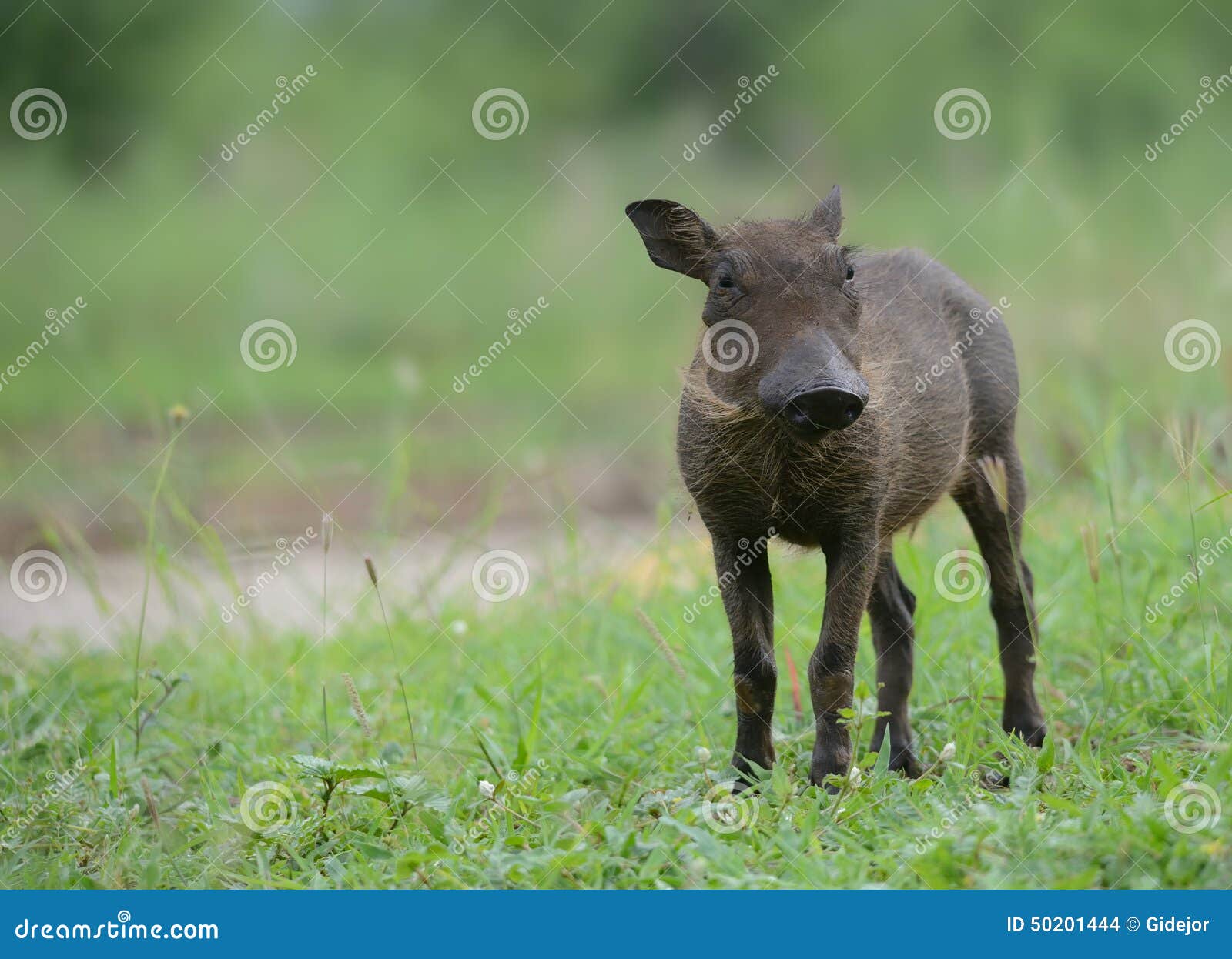 Baby Warthog Cute