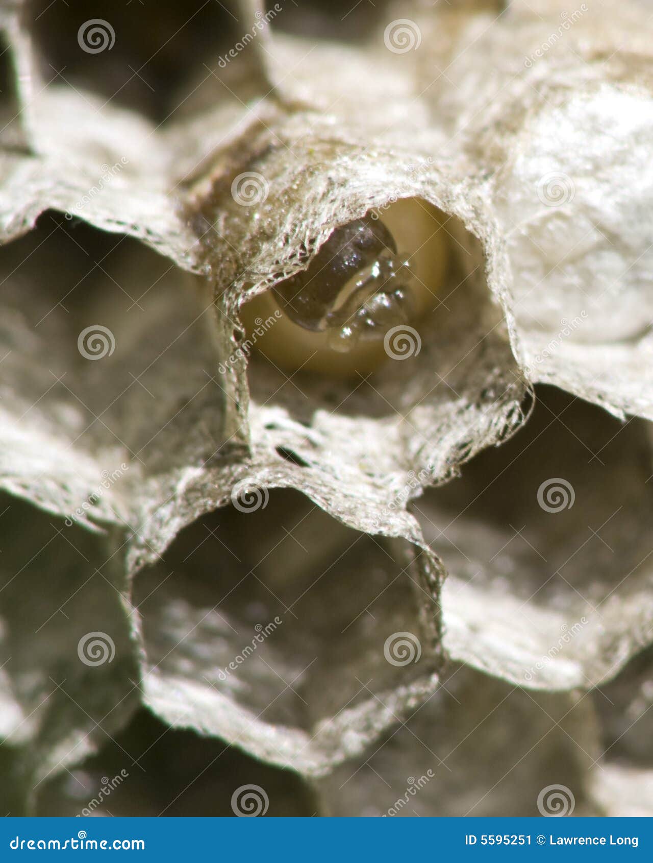 Baby wasp stock image. Image of summer, wasp, jacket, garden - 5595251