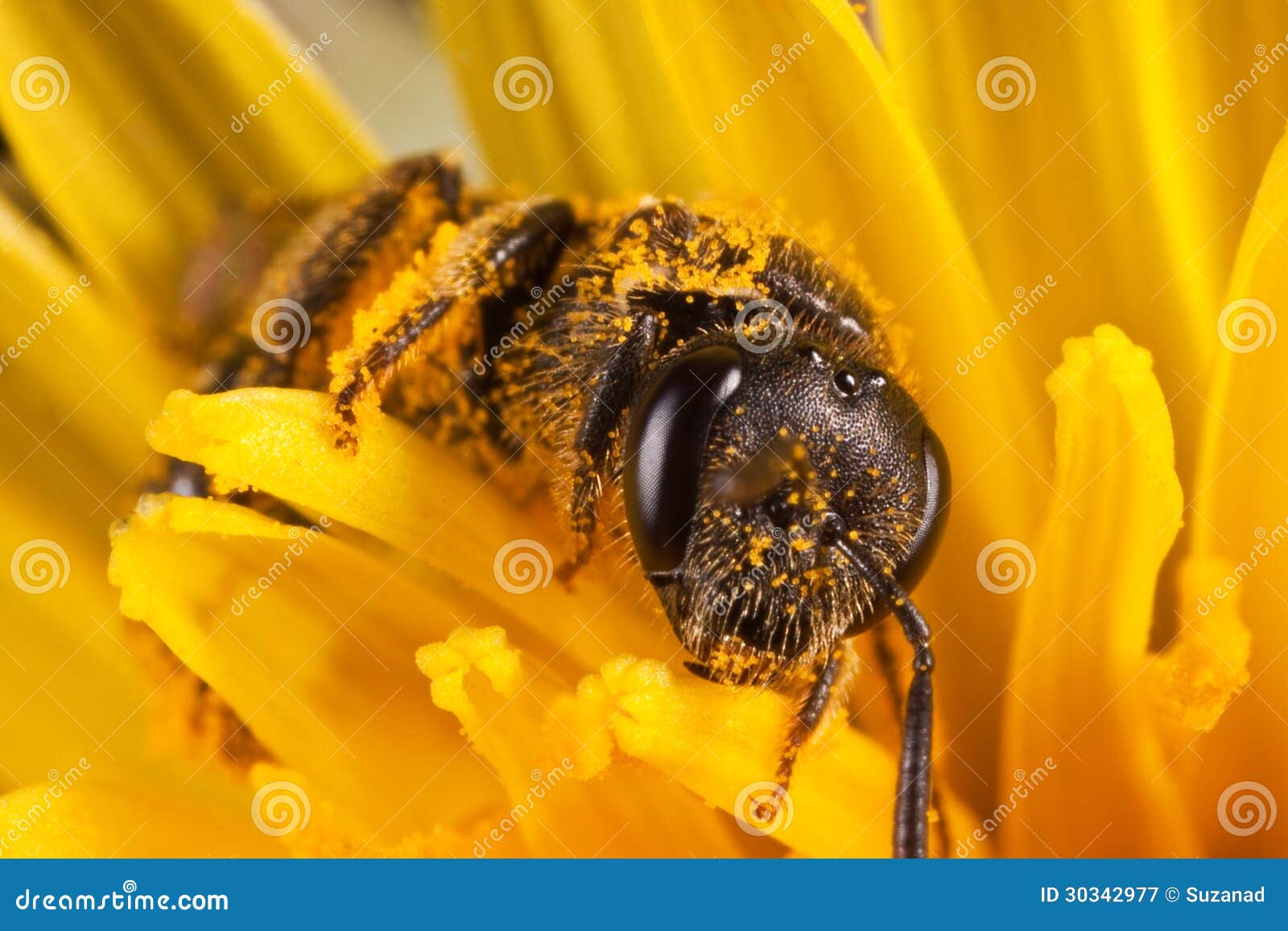 Baby Wasp Covered with Pollen Stock Image - Image of small, sting: 30342977