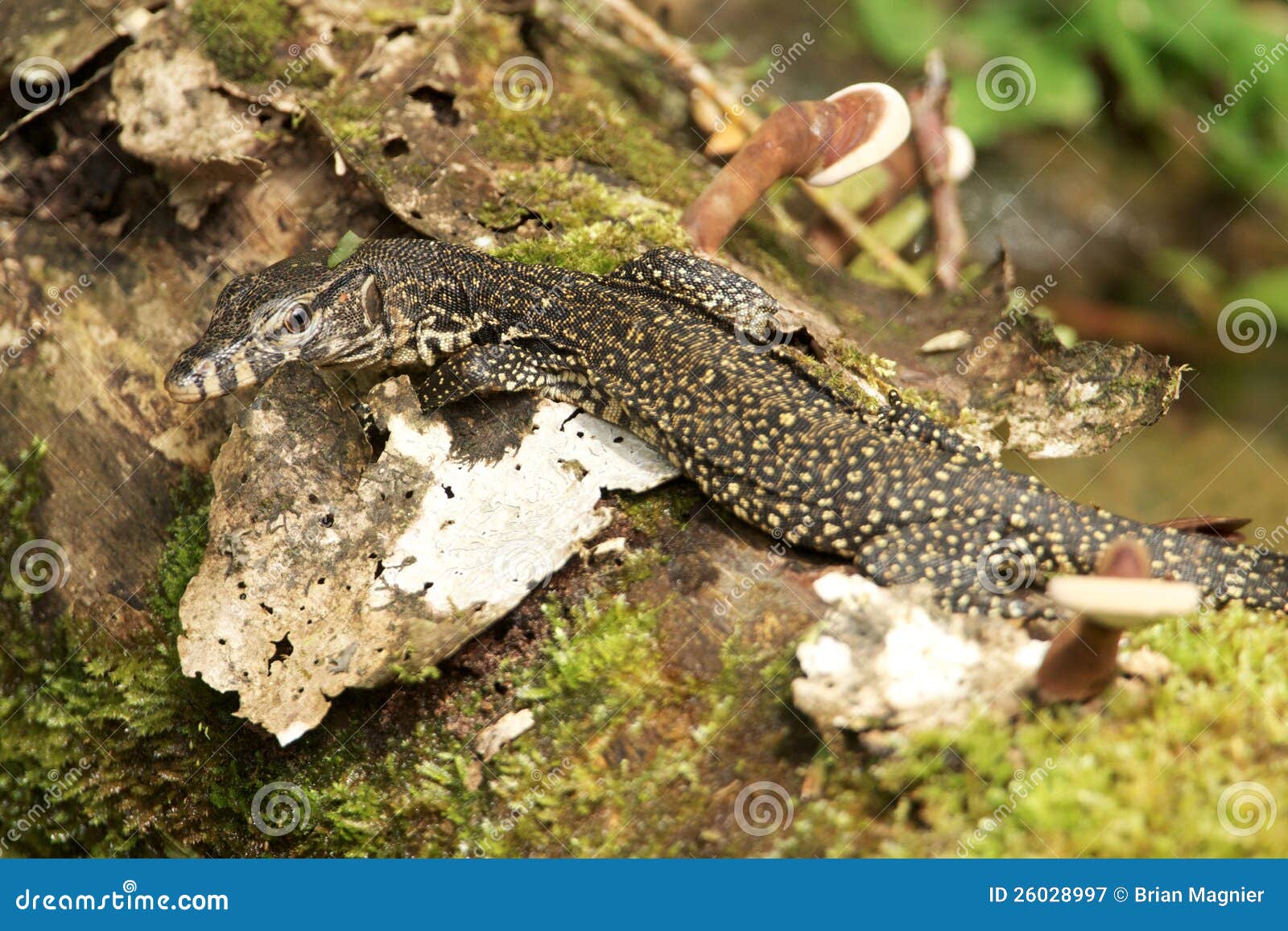 Baby water monitor stock image. Image of hills, water - 26028997