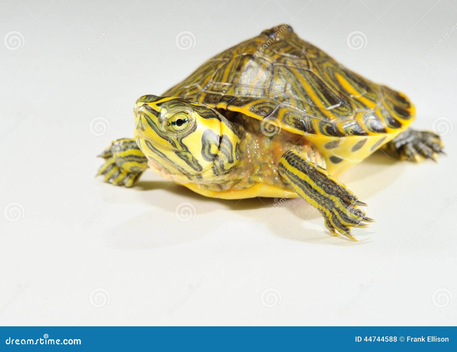 Baby Water Turtle stock photo. Image of zoology, species - 44744588