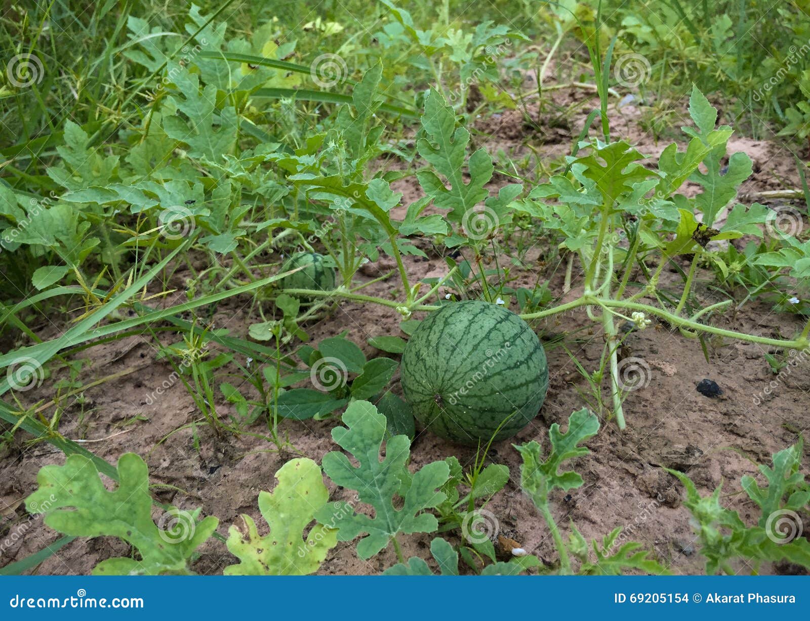 Baby watermelon stock photo. Image of melon, sweet, growing - 69205154