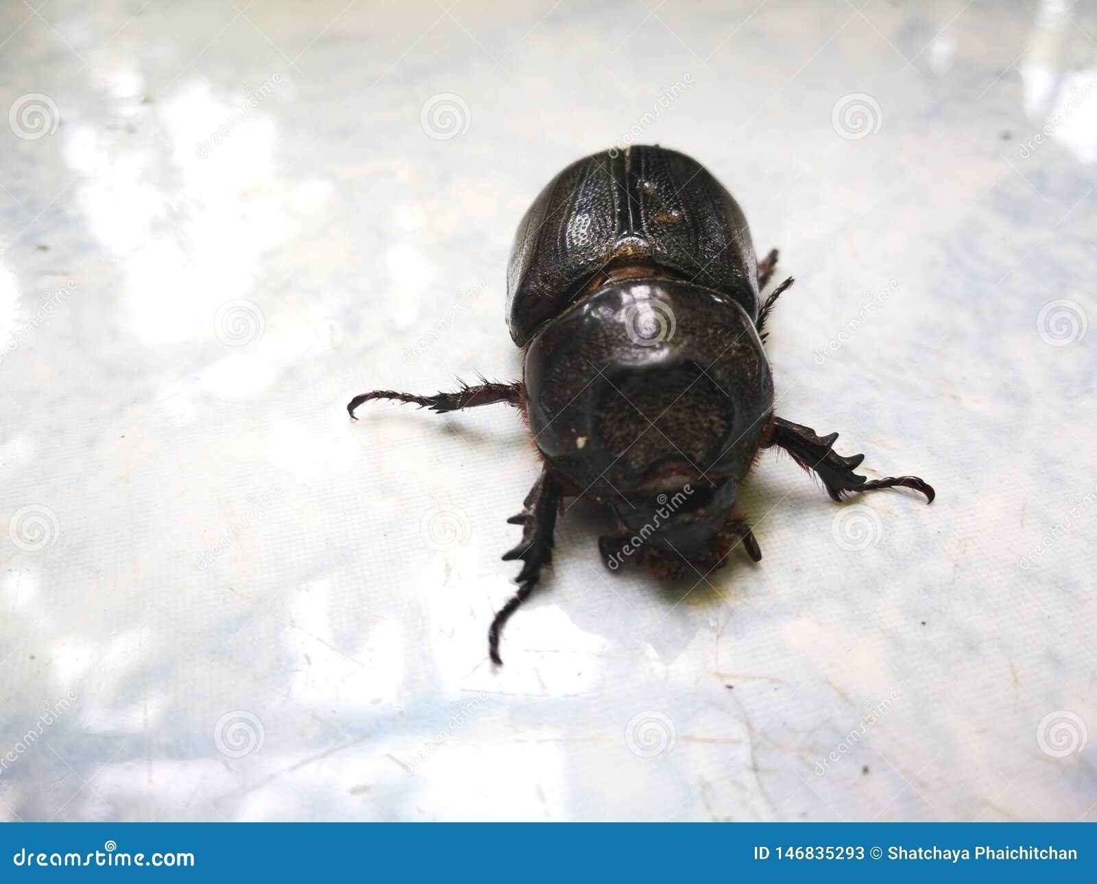 Baby Weevil in garden stock image. Image of detail, close - 146835293