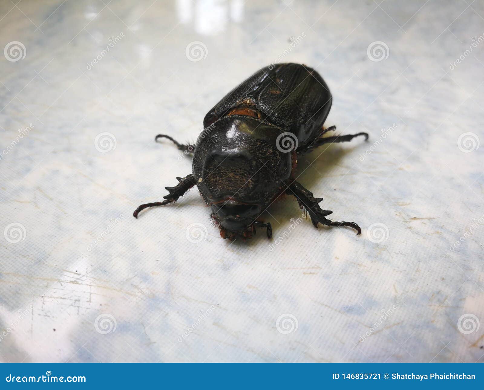 Baby Weevil in garden stock image. Image of chrysomelidae - 146835721