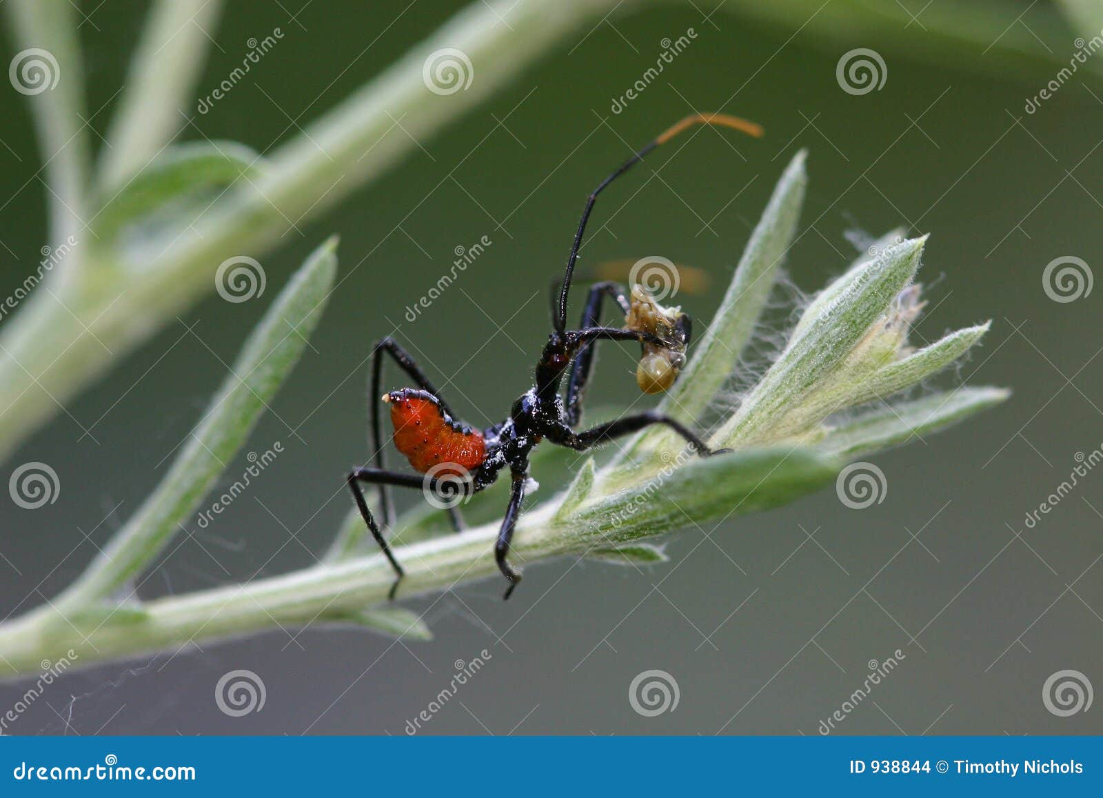 Baby Wheelbug stock photo. Image of dining, dinner, insect - 938844