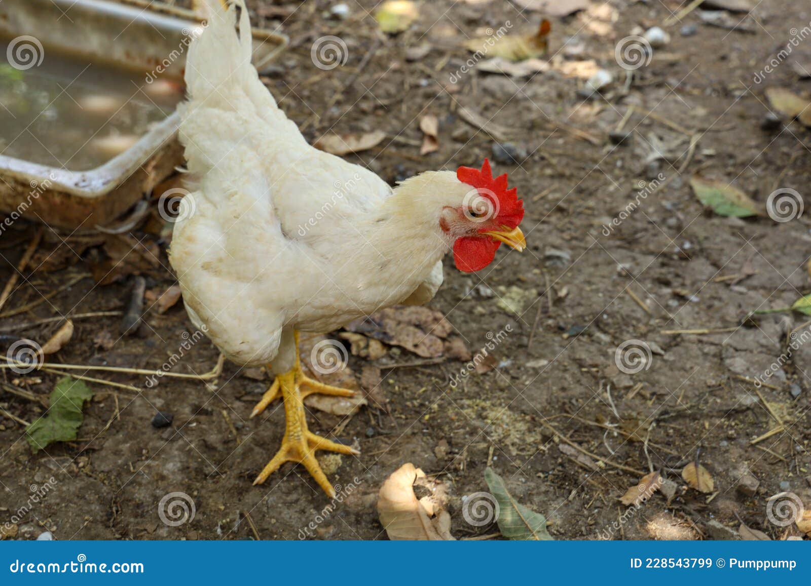 The Baby White Betong Chicken in Garden Stock Image - Image of farmyard ...