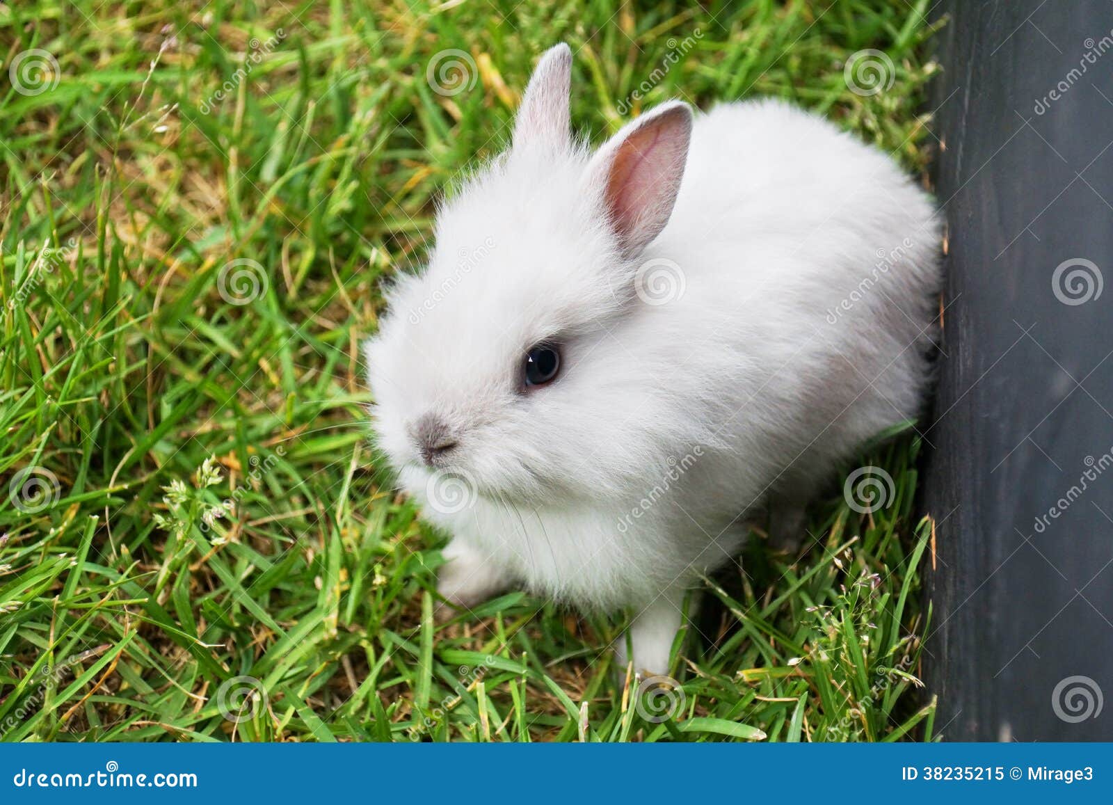 Baby white bunny rabbit stock image. Image of domestic - 38235215