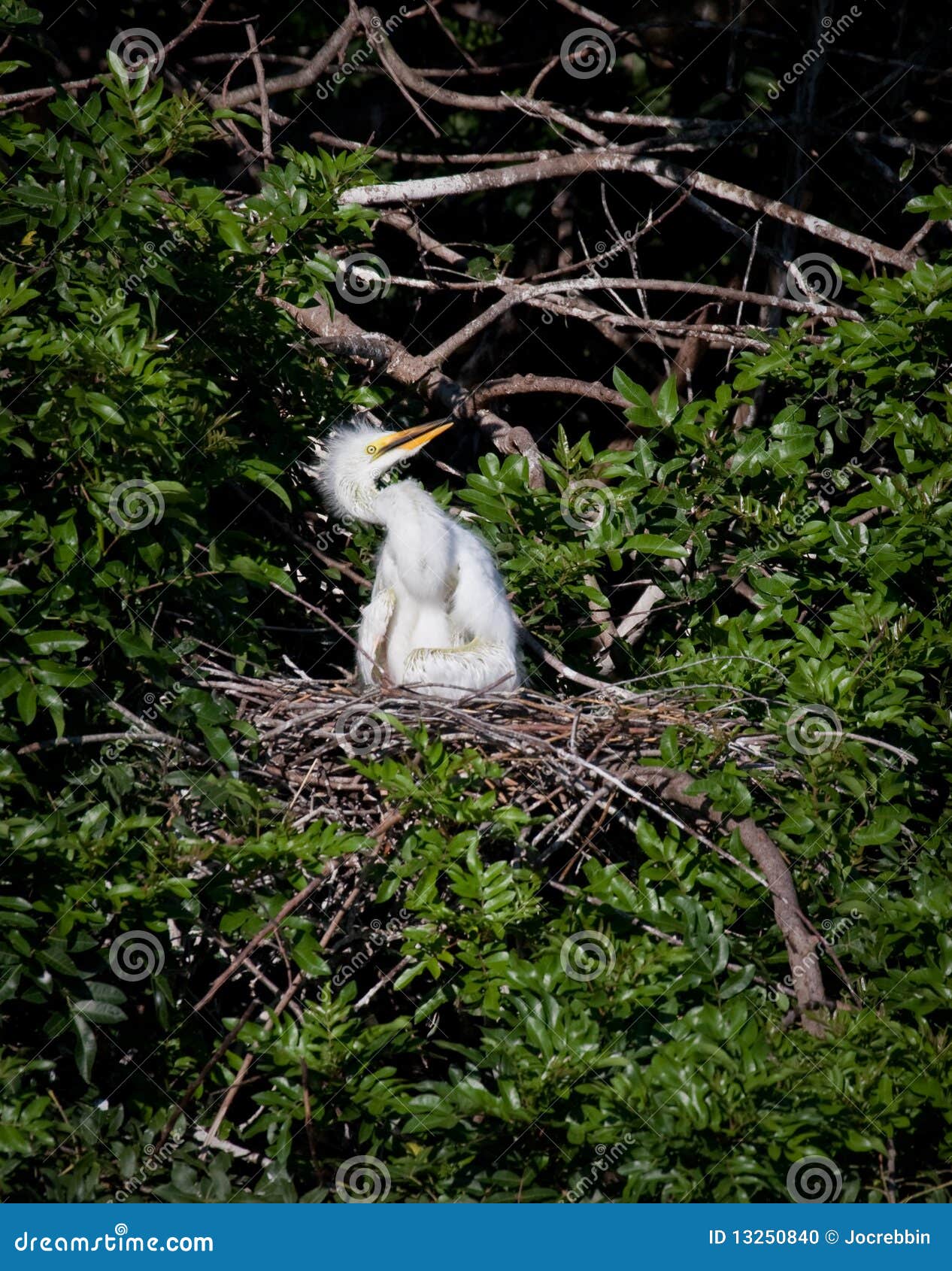 Baby White Egret in Nest Looking for Mom Stock Photo - Image of ...