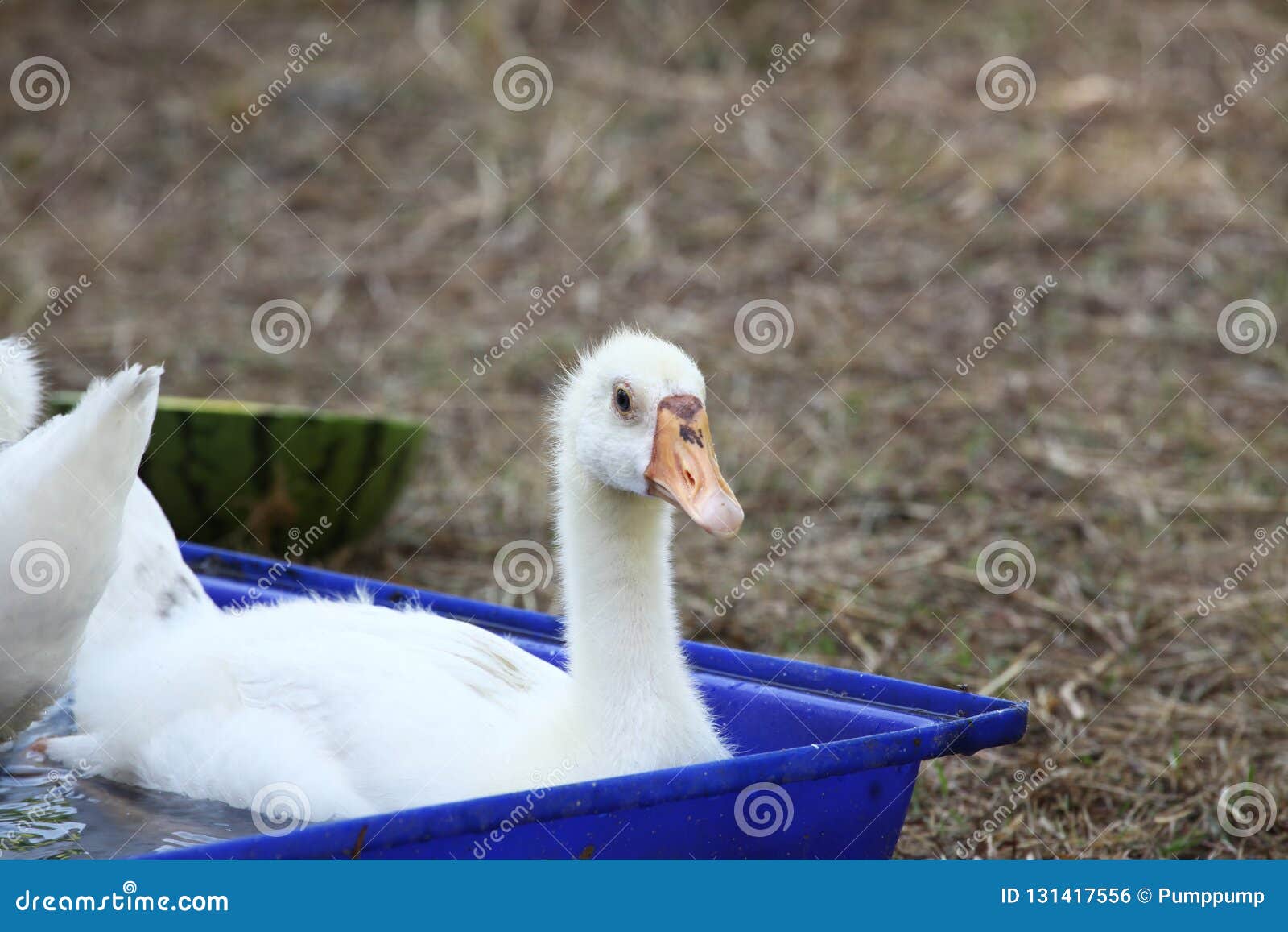 Baby White Goose in Water Pool. Stock Photo - Image of elegant, orange ...