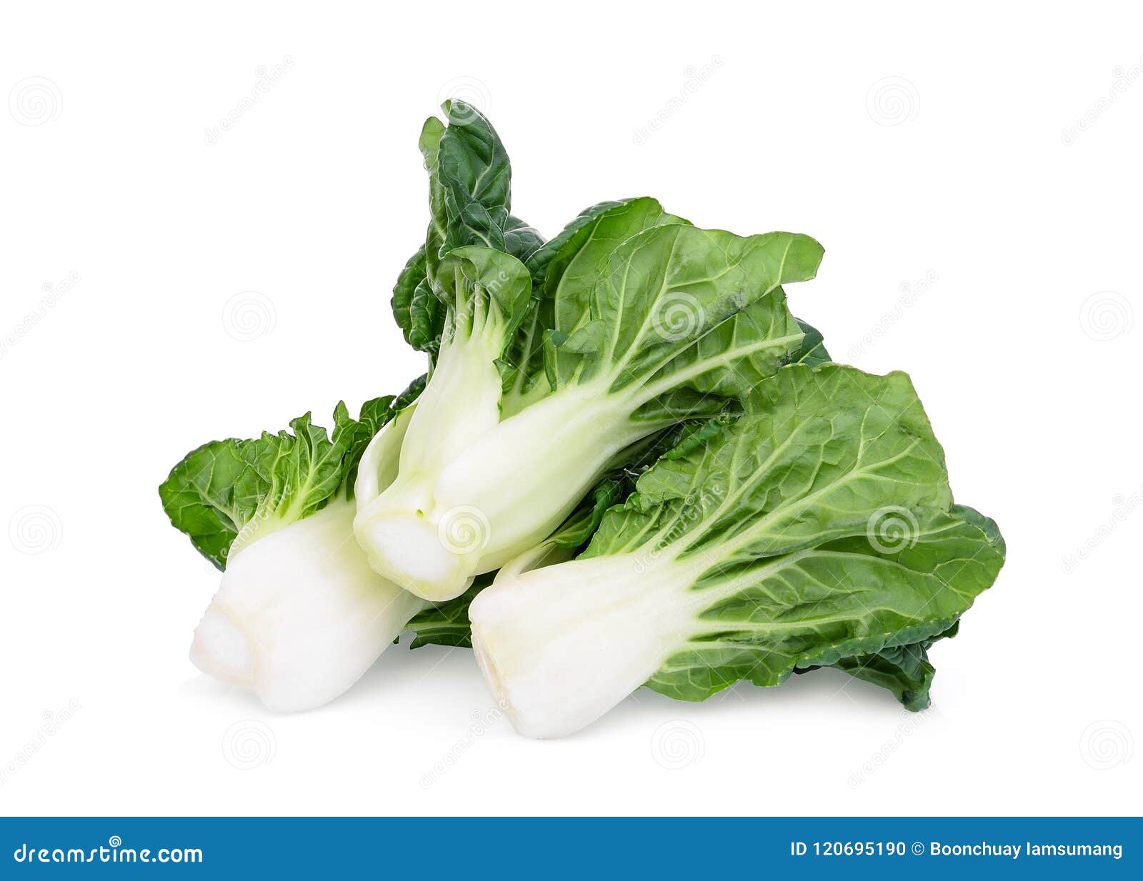 Baby White Pak Choi Isolated on White Stock Photo - Image of isolated ...