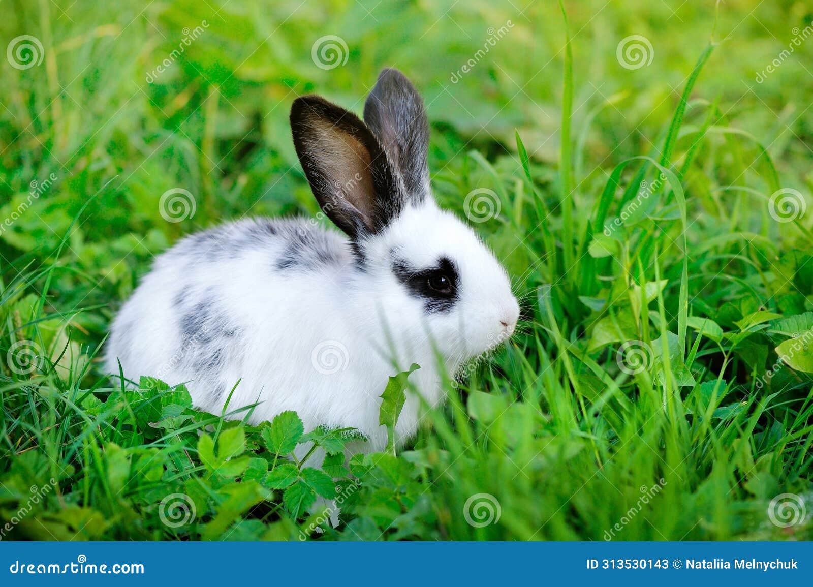 Baby White Rabbit with Black Ears in Grass Stock Image - Image of white ...