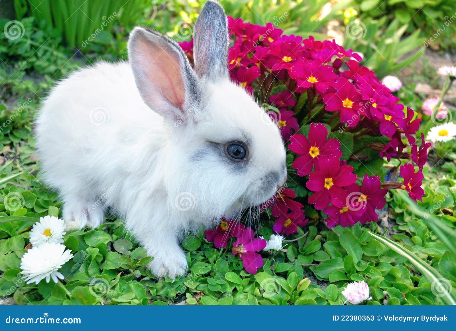 Baby white rabbit in grass stock image. Image of green - 22380363