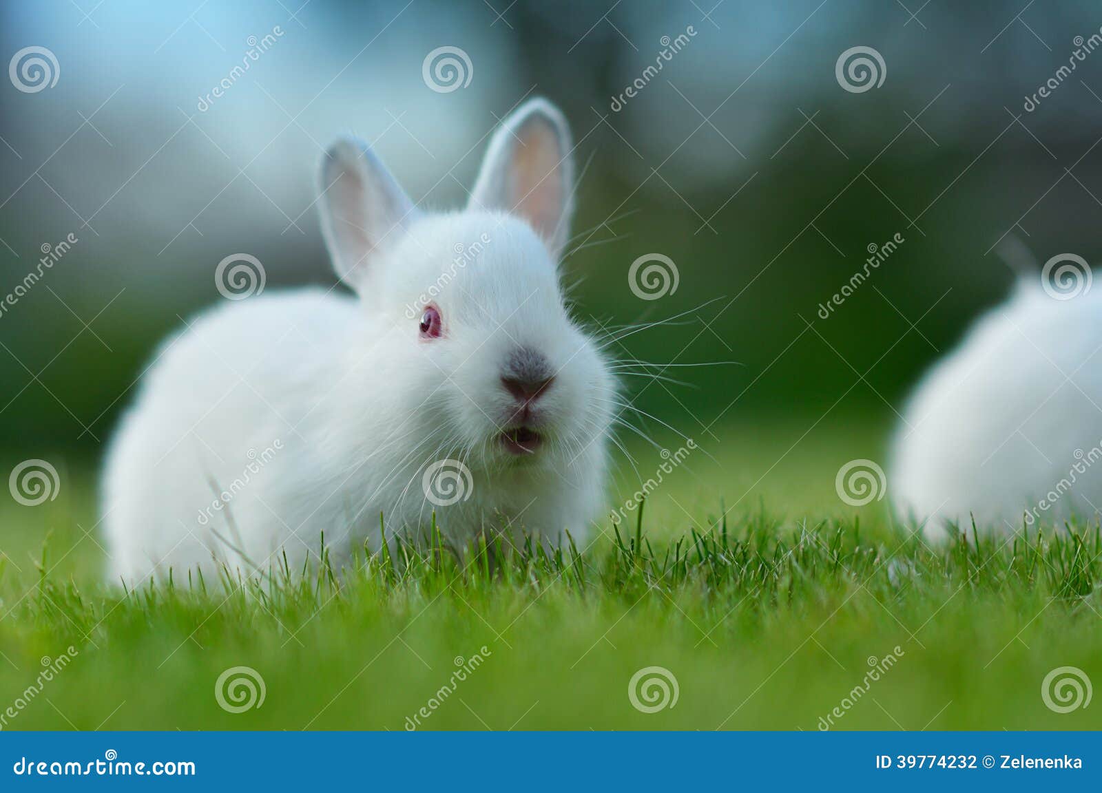 Baby white rabbit on grass stock photo. Image of meadow - 39774232